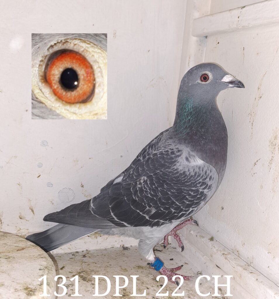 LOT 208: ZA 22 DPL 131 (H) - Kanibaal & Iraq - THE SIRE - Sire Inbred Kannibaal from Klaus ...