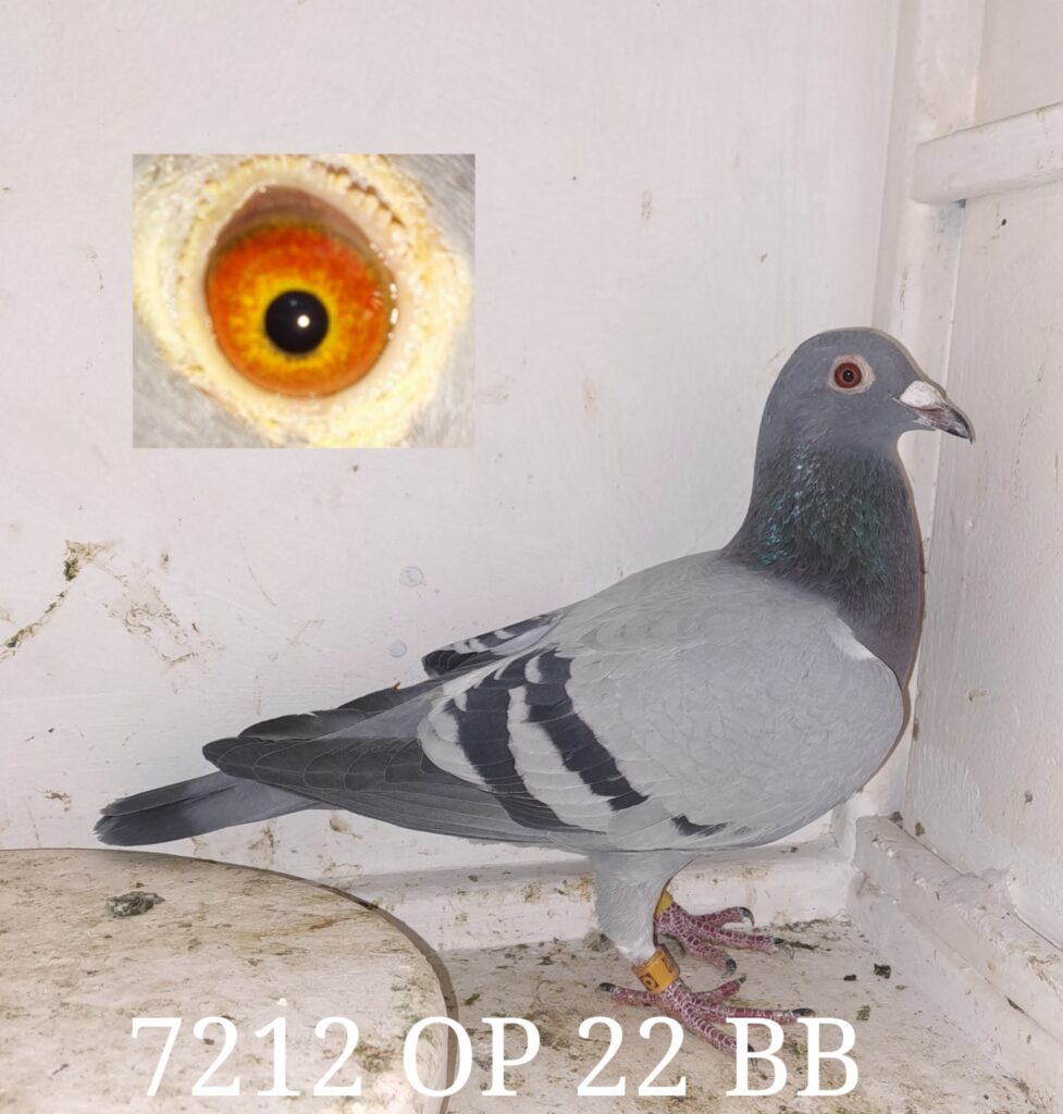 LOT 207: ZA 22 OP 7212 (H) - Kittel - !!! WHAT A SUPER BRED PIGEON !!! - THE SIRE - Grandchild ...