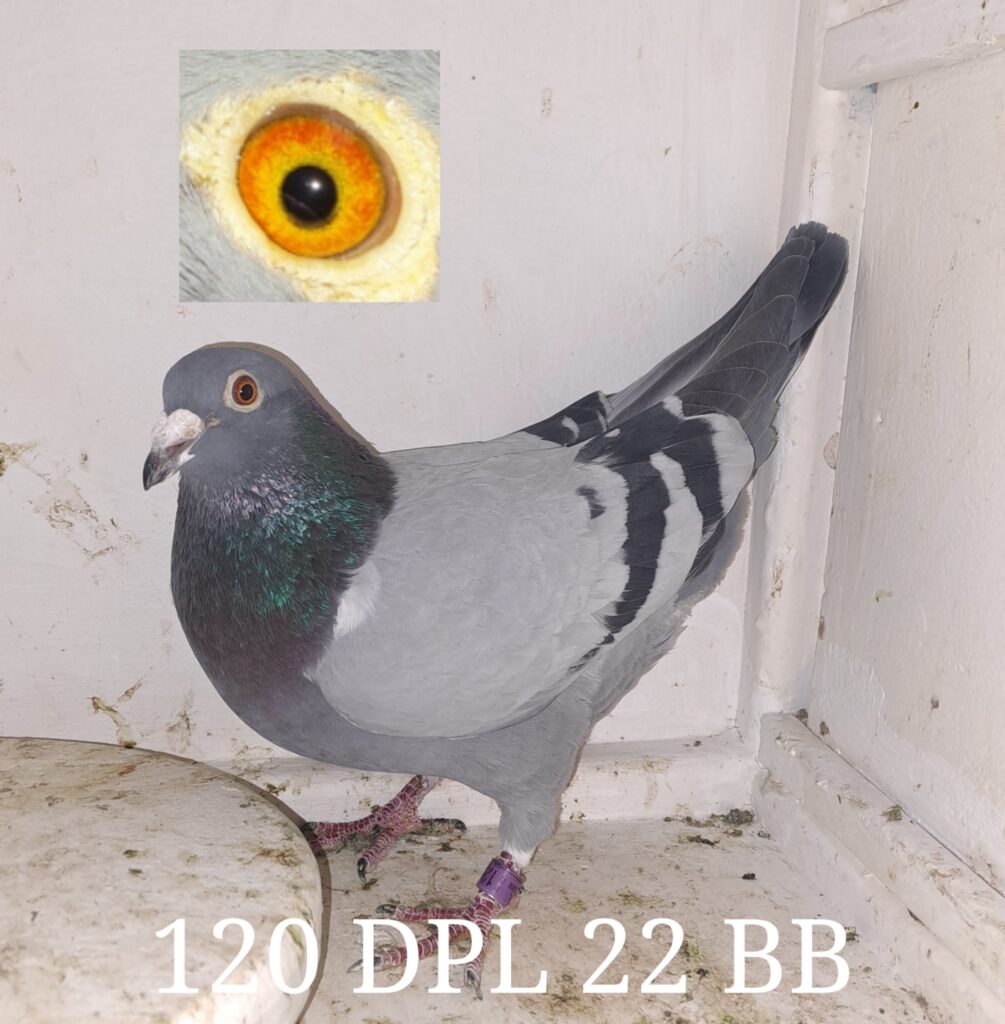 LOT 206: ZA 22 DPL 120 (H) - Diesel Power Lofts - THE SIRE - SUPER RACER FOR DIESEL POWER LOFTS ...