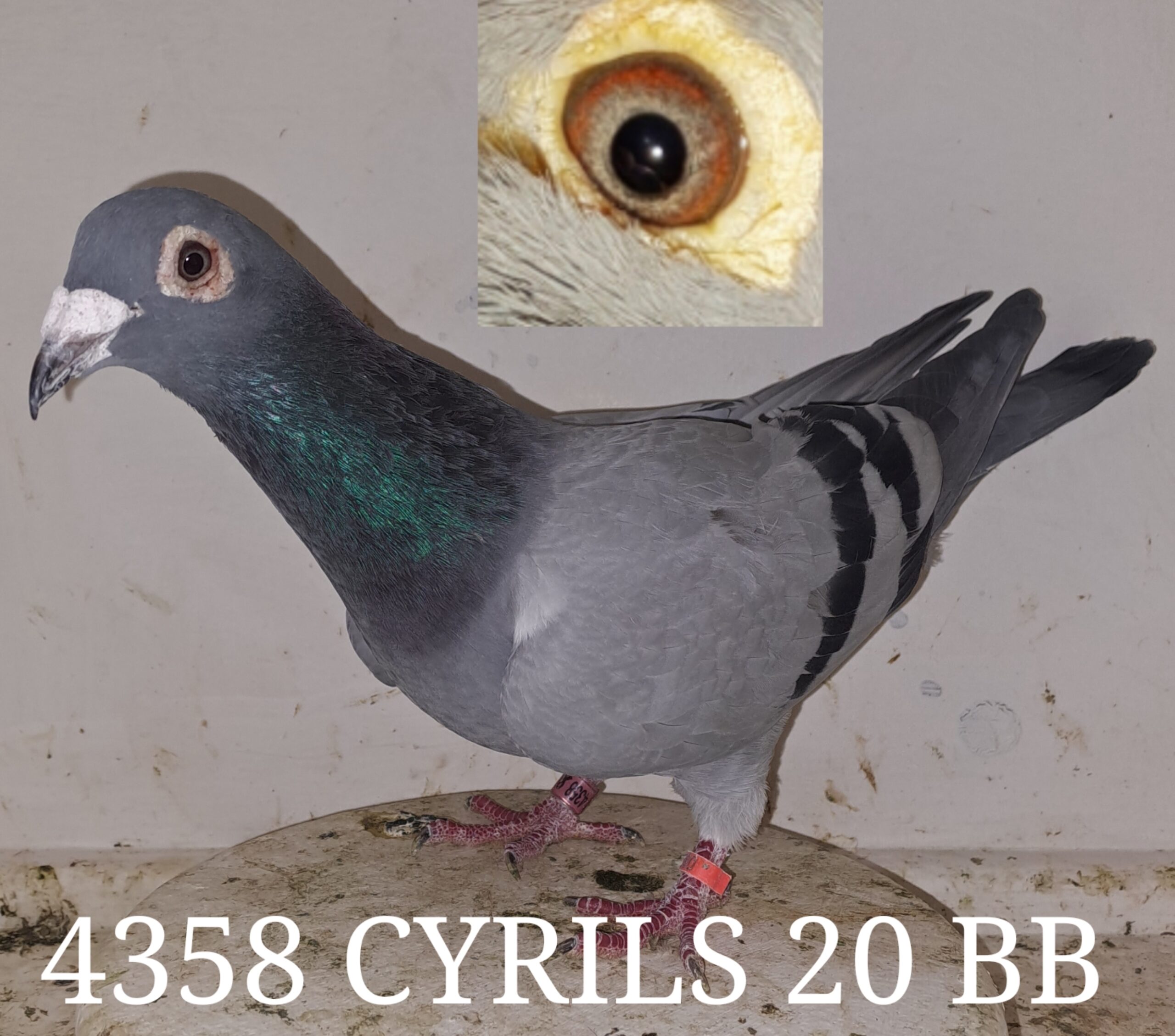 LOT 229: ZA 20 CYRILS 4358 (H) - Diesel Power Lofts - THE SIRE - from Foundation breeder "170 ...