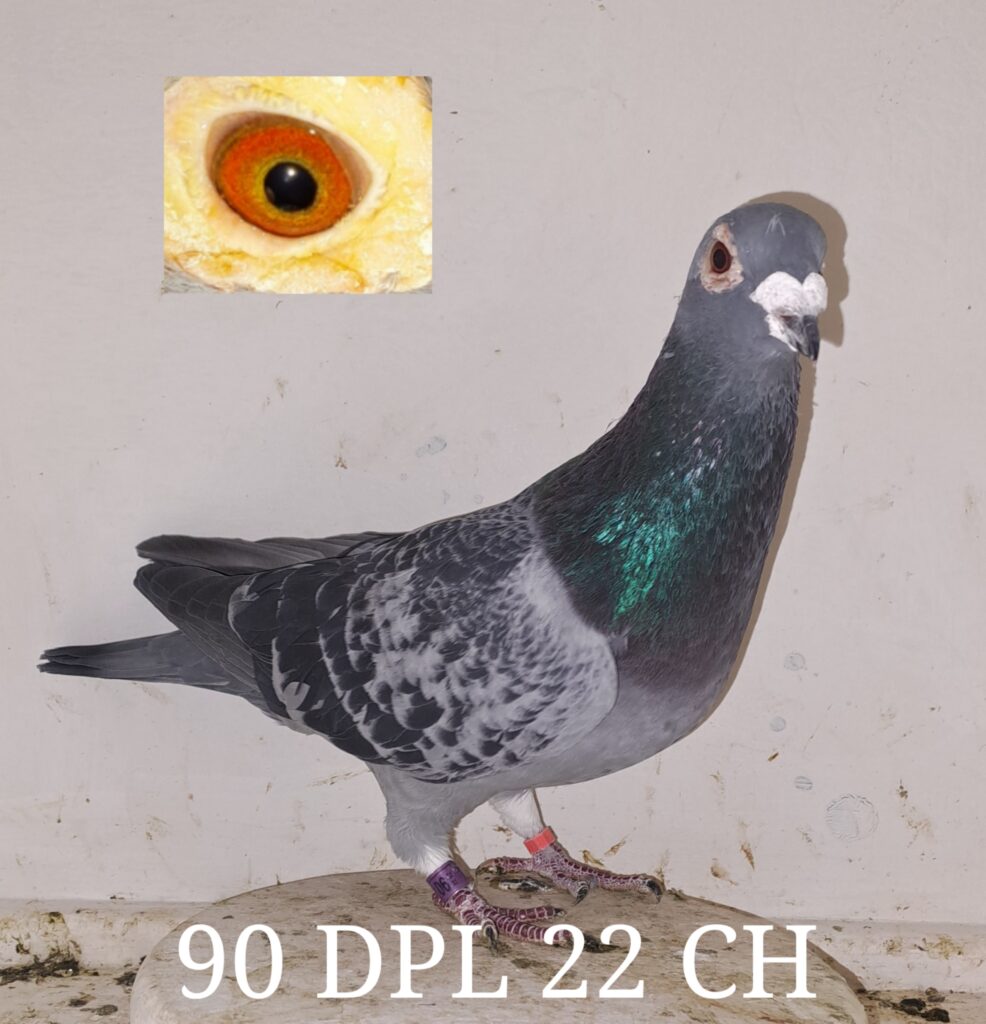 LOT 224: ZA 22 DPL 90 (C) - Diesel Power Lofts - !!! WHAT A SUPER BRED PIGEON !!! - THE SIRE ...