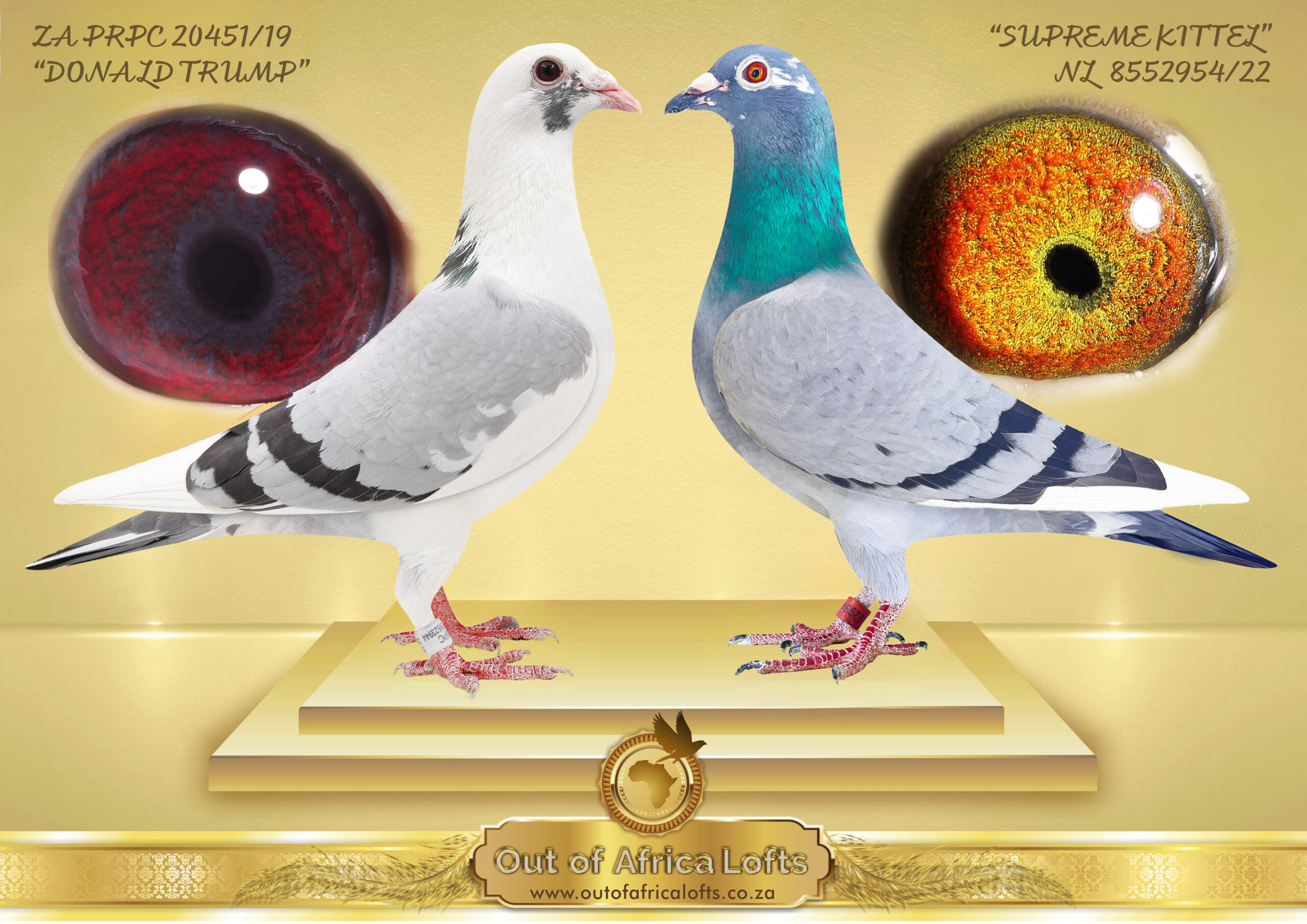 LOT 5: ZA VPU 7953/23 (C) “ KITTEL X NEW KITTEL “ - See photo of ...