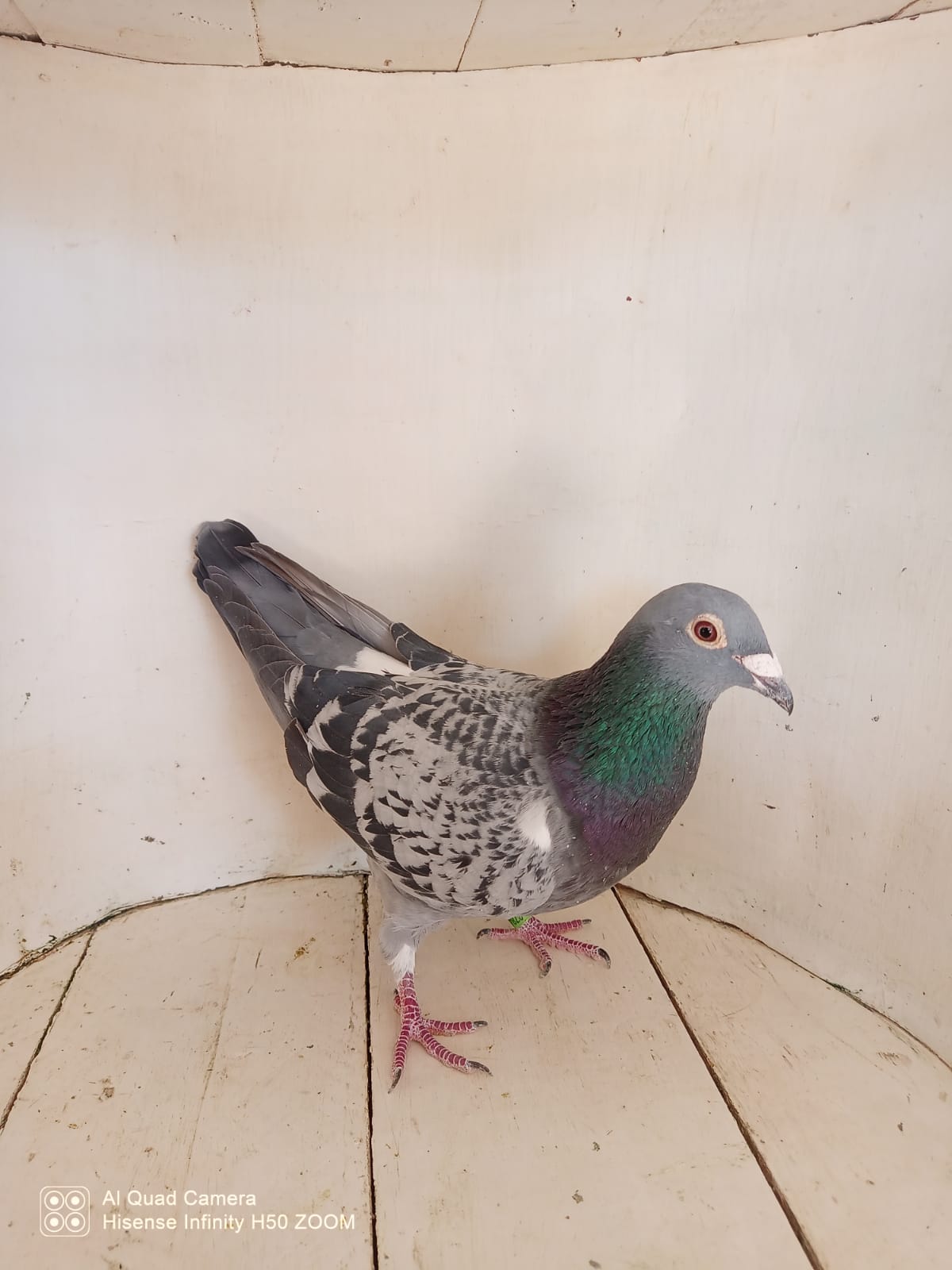 LOT 125: ZA 18 BPFD 3784 (C) - BRED FROM TWO SUPER PIGEONS !!! - THREE ...