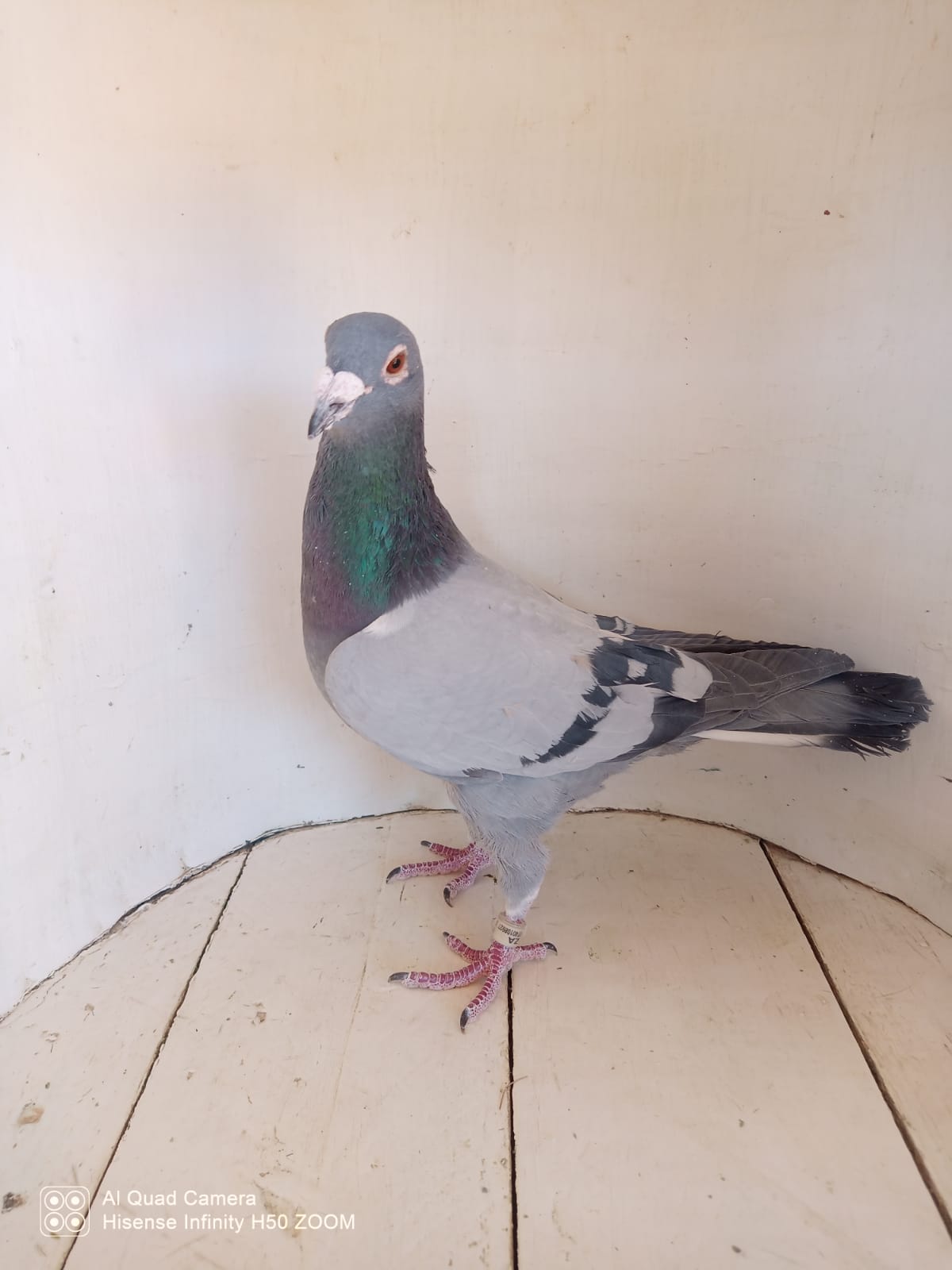 LOT 229 : ZA 19 161904 (C) - JANSSEN - THIS IS A SUPER BRED JANSSEN ...