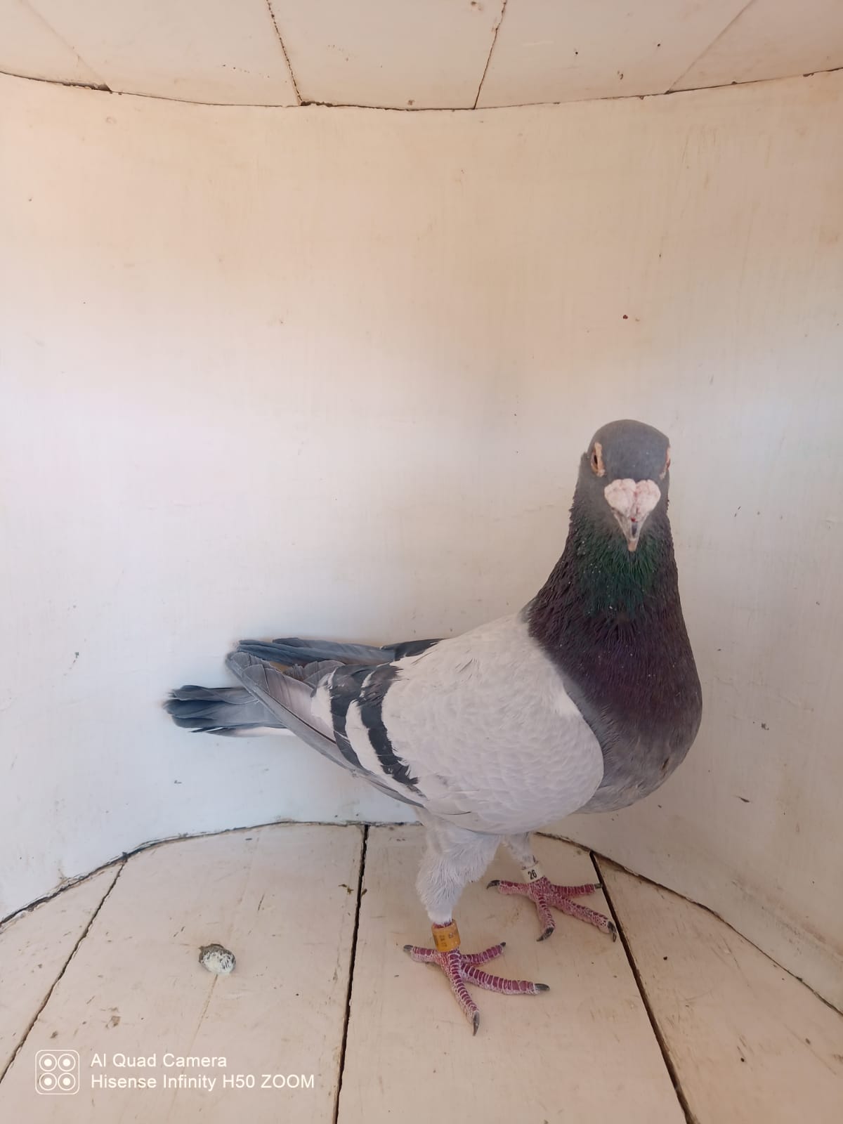 LOT 168: ZA 17 PWF 6869 (C) - !!! WHAT A SUPER PIGEON !!! - THE SIRE ...