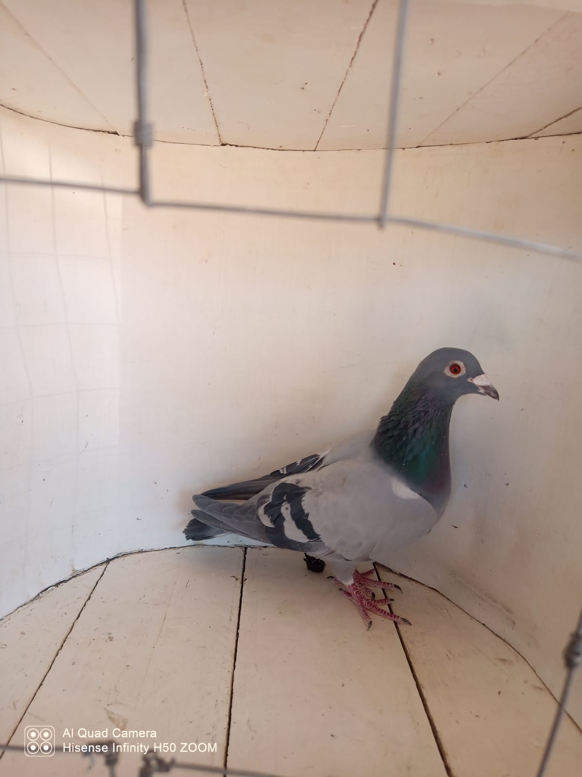 LOT 185: ZA 17 GENETIC 191 (H) - !!! PROVEN RACER AND BREEDER !!! - THE ...