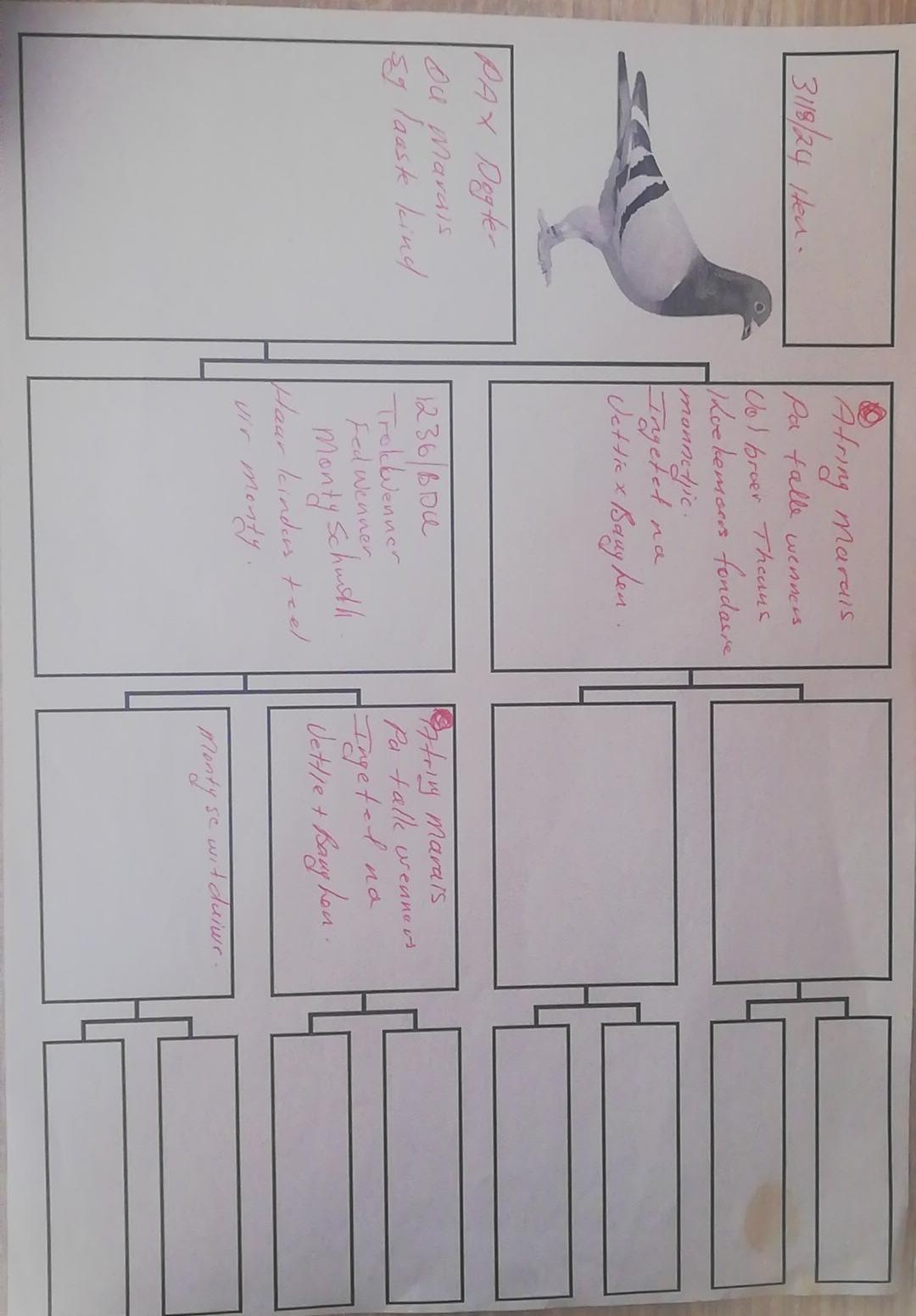 LOT 13: ZA 24 PWF 3118 (H) - Marais/Monty Schmidt - THE SIRE - FATHER ...