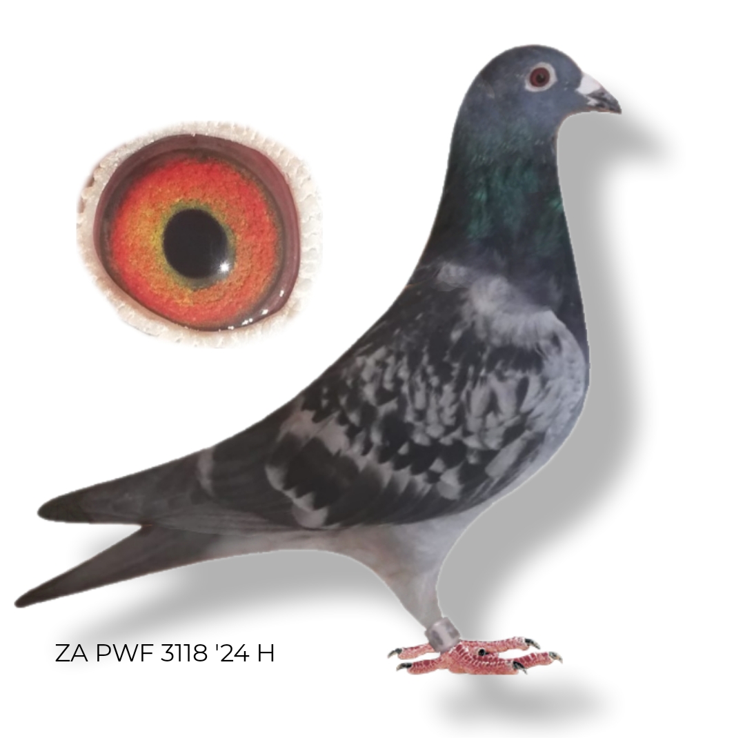 LOT 13: ZA 24 PWF 3118 (H) - Marais/Monty Schmidt - THE SIRE - FATHER ...