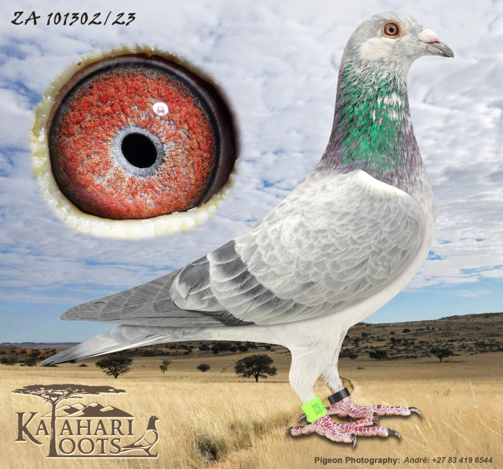 LOT 2: ZA 23 101302 (C) - Gaby Vandenabeele - Bertus Nel Selection. Mega SANPO Medallist, Money ...