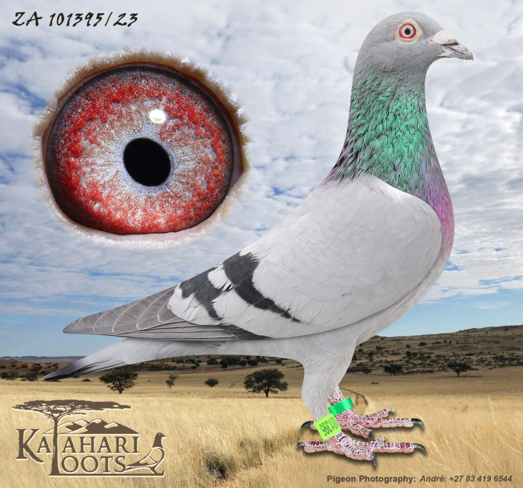 LOT 4: ZA 23 101395 (C) - Gaby Vandenabeele Bertus Nel Selection. Mega ...