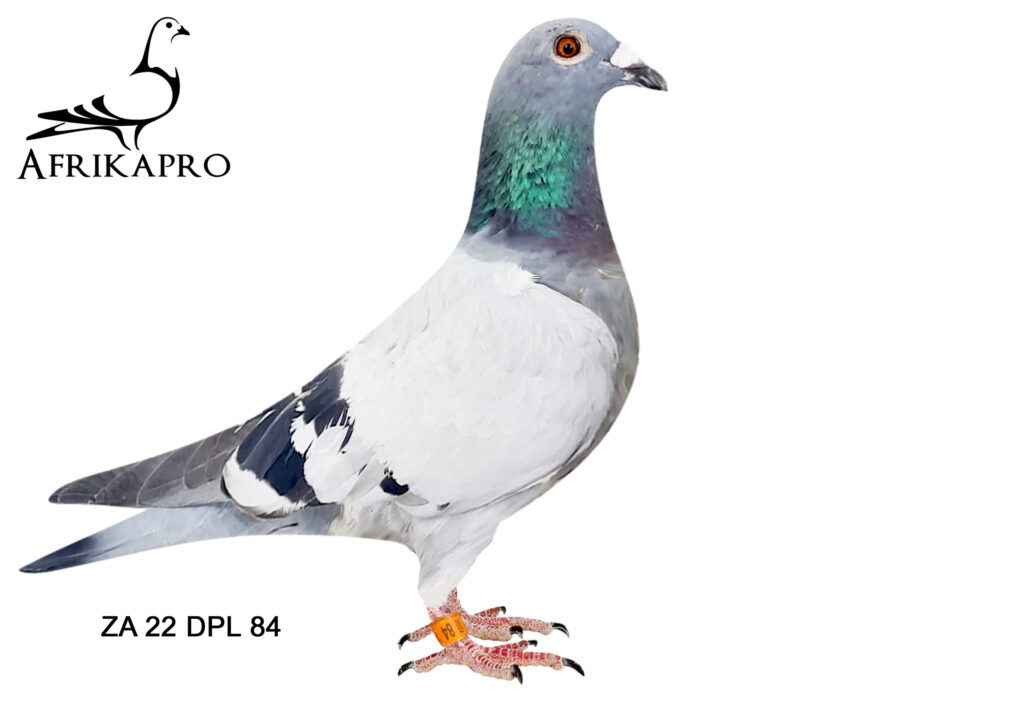 LOT 2 - ZA-DPL-84-2022 (H) "GREYHOUND" Entrant into AfrikaPRO 2023! Directly from the very best ...