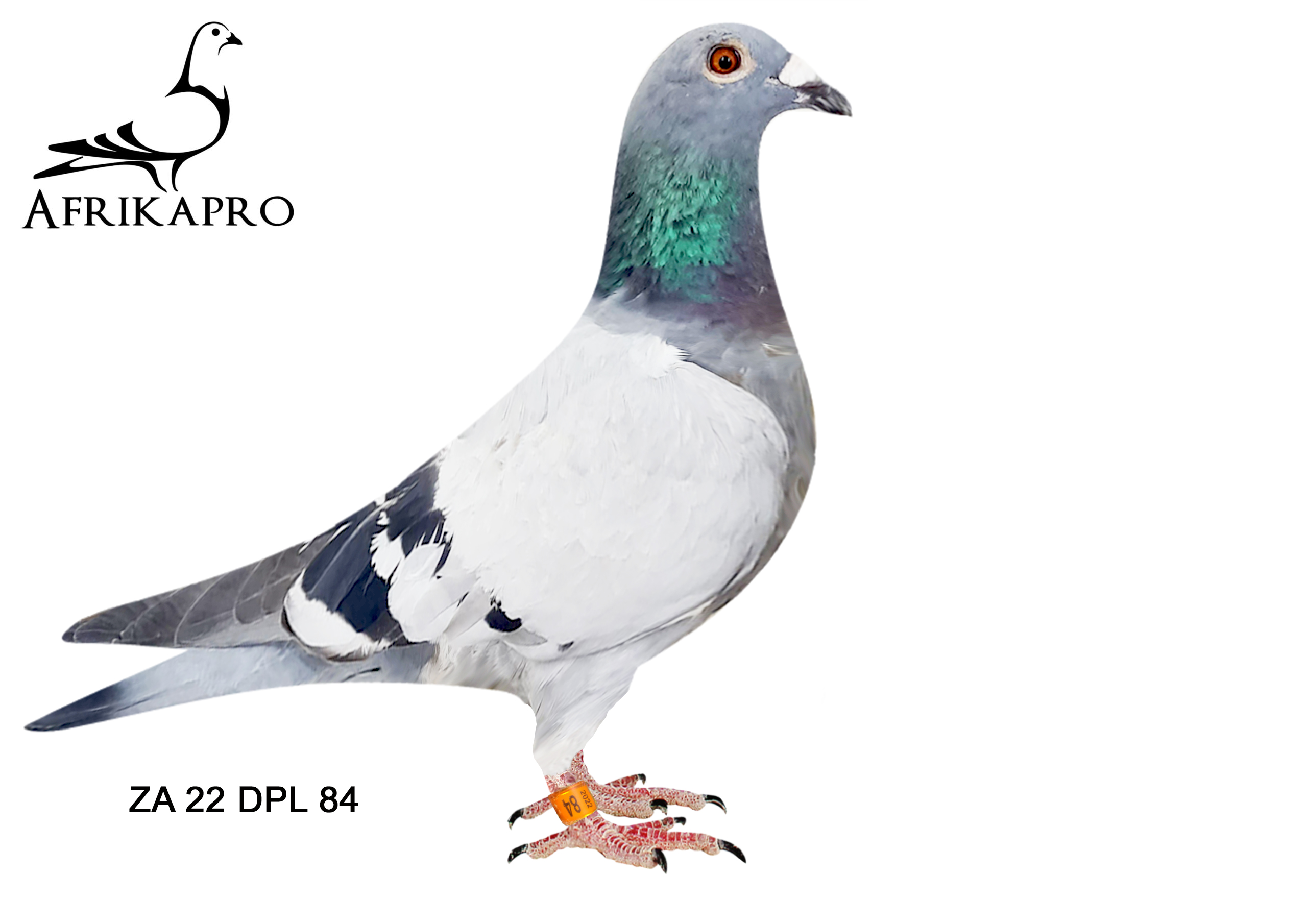 LOT 2 - ZA-DPL-84-2022 (H) "GREYHOUND" Entrant into AfrikaPRO 2023! Directly from the very best ...