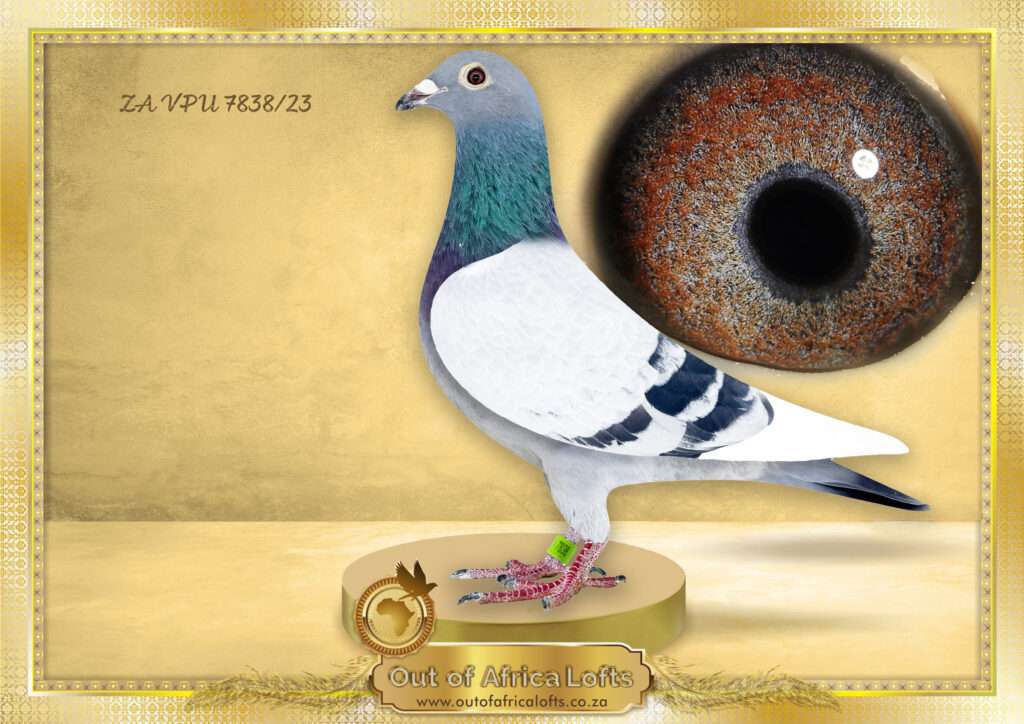 LOT 4: ZA VPU 7838/23 (H) “ NEXT LEVEL T LOCK “ - WOW - THIS IS A NEXT ...