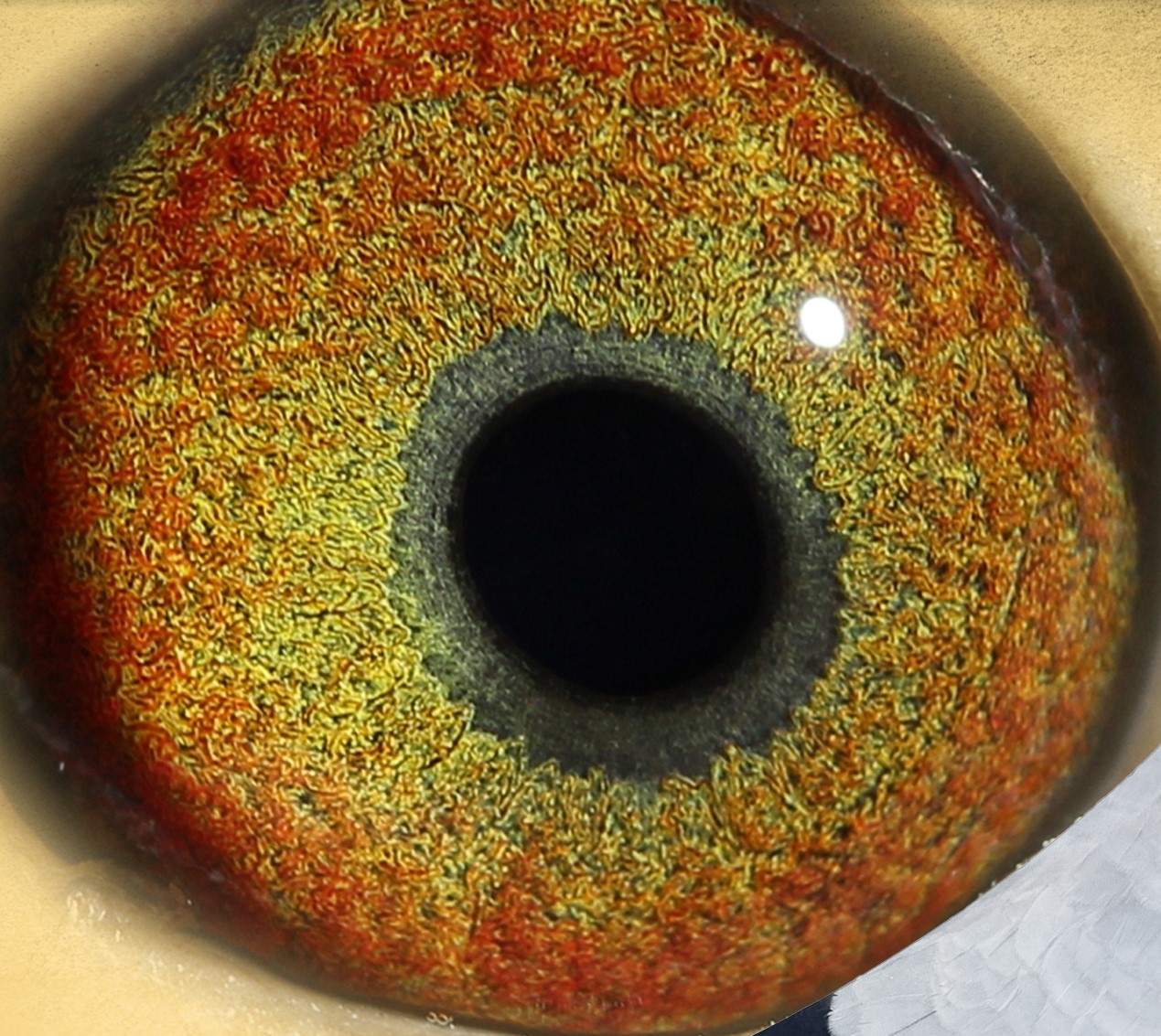 LOT 5: ZA VPU 7953/23 (C) “ KITTEL X NEW KITTEL “ - See photo of ...