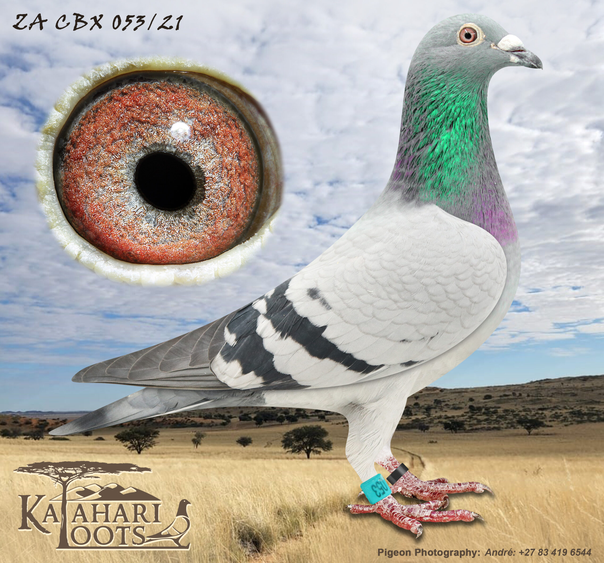 LOT 5: ZA 21 CBX 053 (H) - Gaby Vandenabeele Bertus Nel Selection. Mega ...