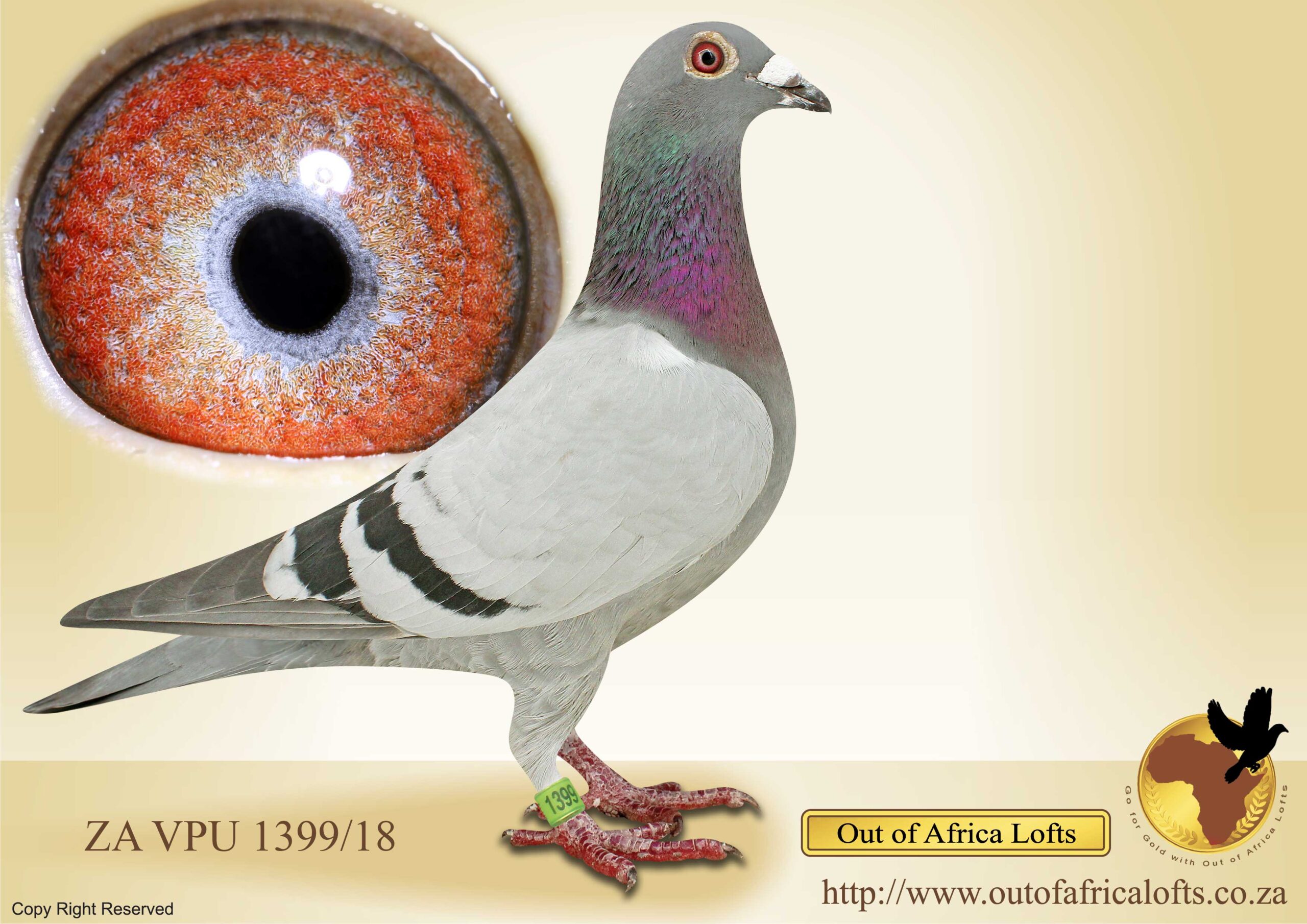 LOT 6: ZA VPU 7835/23 (H) - “ SUPER CARELLY BAK 17 “ - SUPER QUALITY HEN! - Superb hen in the ...