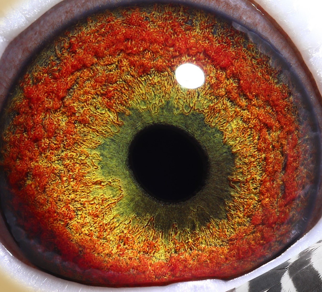 LOT 11: ZA VPU 8773/22 (C) “ DOUBLE KIELCOCK “ - This is A SUPER T LOCK ...