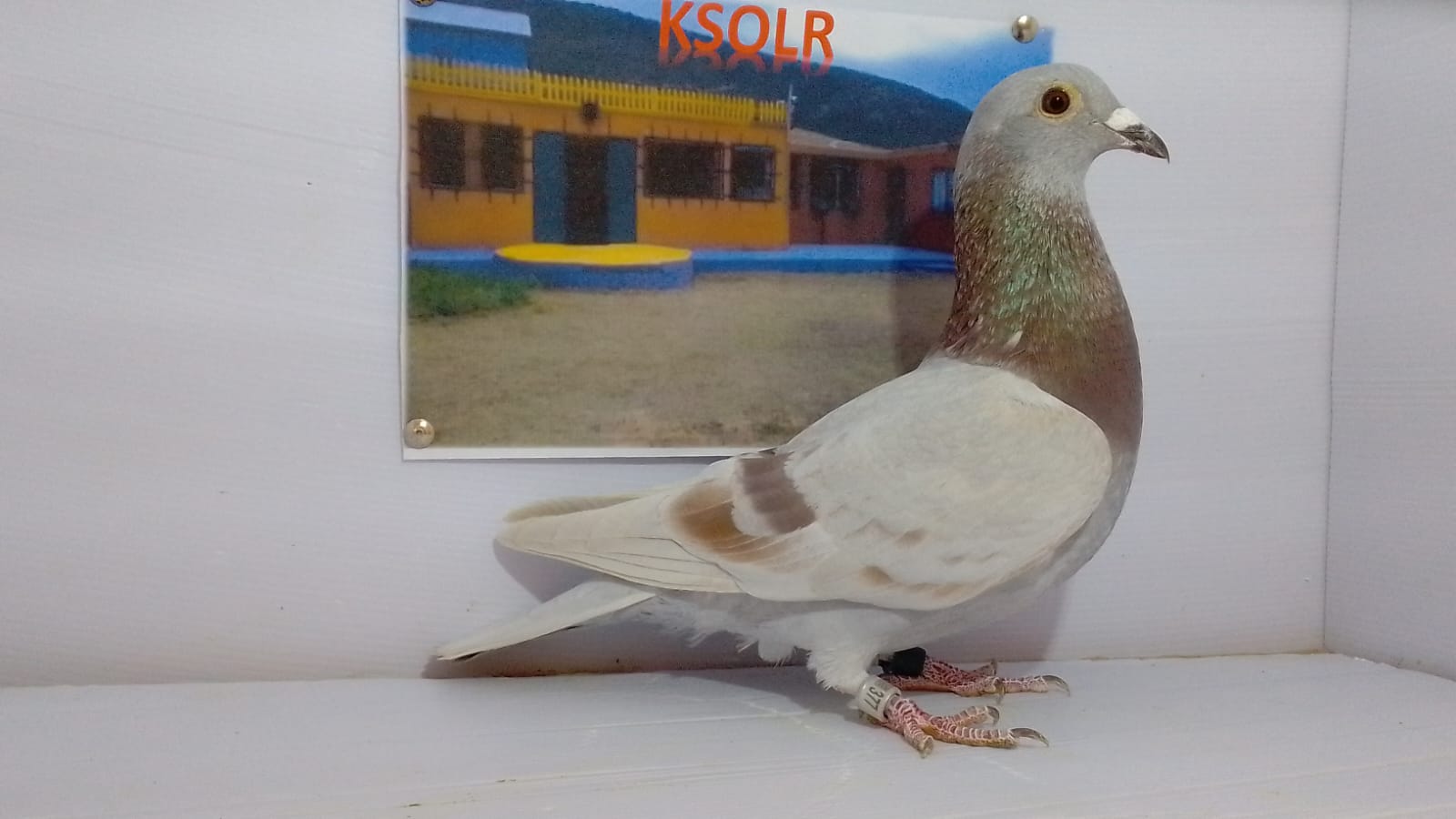 LOT 12: ZA 24 EPUHS 377 (C) - Entered by: Johan Stander - 12th ACE Bird ...