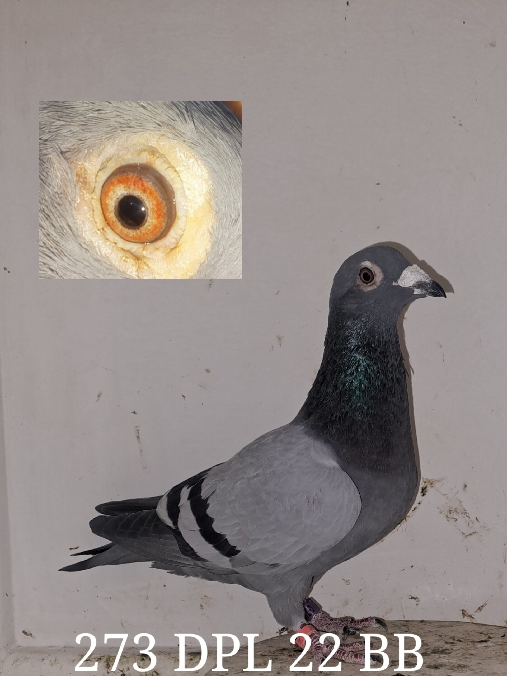 LOT 257: ZA 22 DPL 273 (C) - WHAT A SUPER BRED PIGEON - THE SIRE - Father is Ornat & Soraia ...