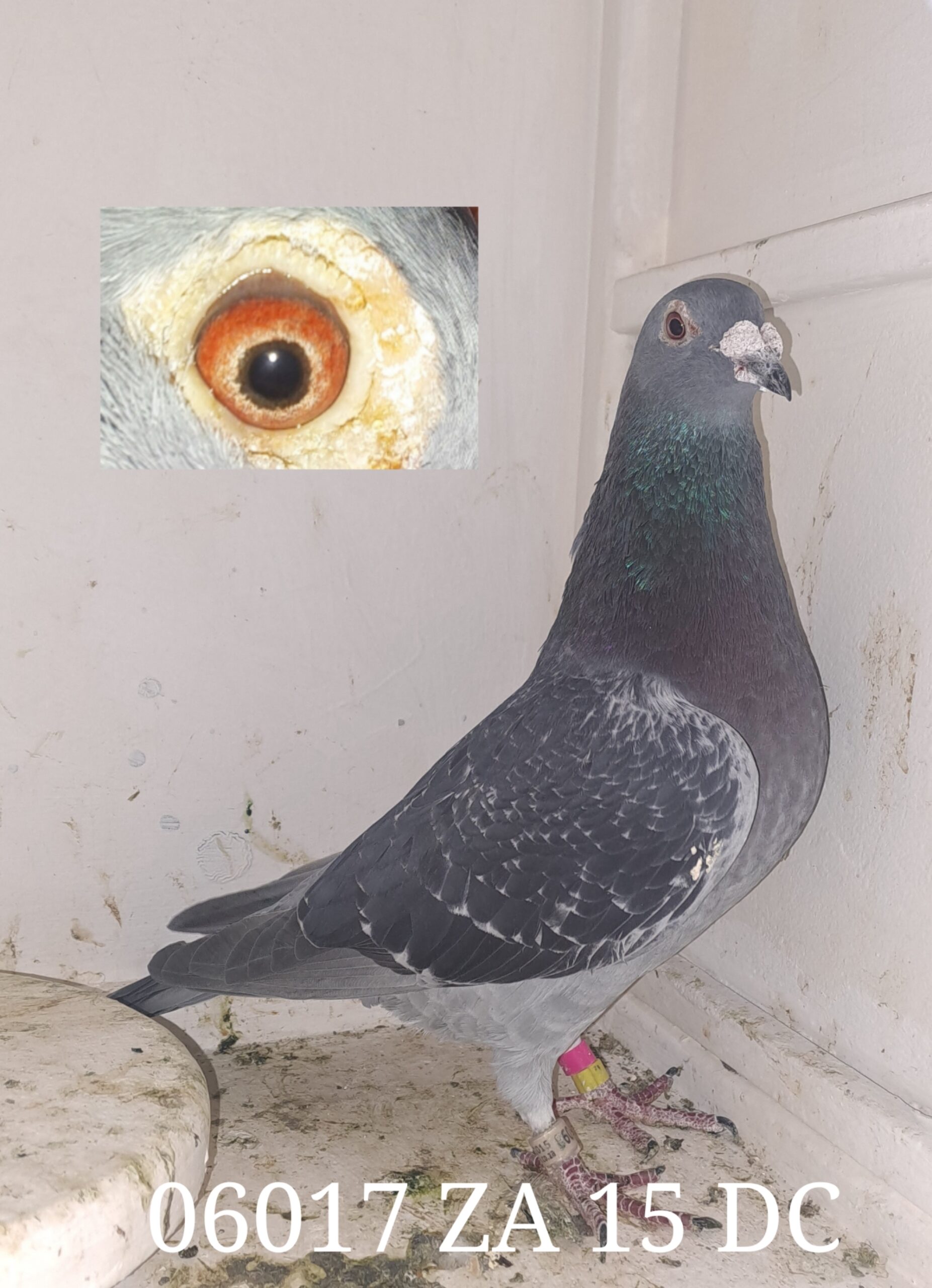 LOT 243: ZA 15 06017 (H) - This super hen linebred to the very best of the Twilight & Turbo Tom ...