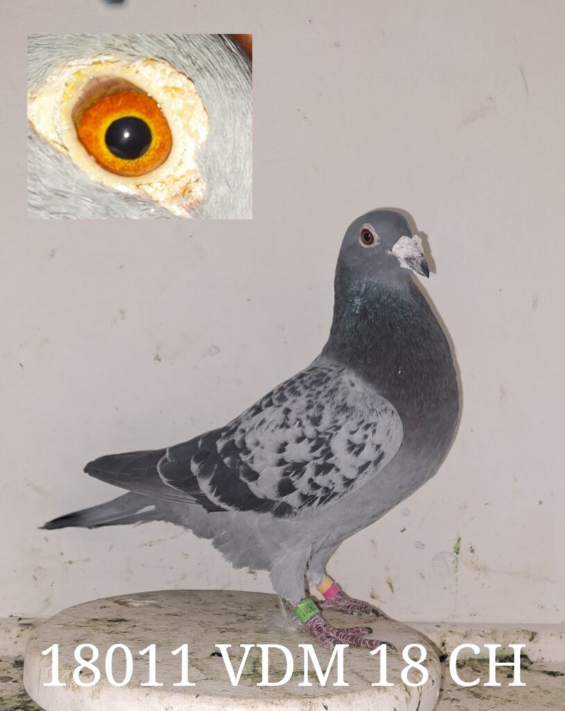 LOT 249: ZA 18 VDM 18011 (C) - 100% Janssen Gebr - Septemberman & Vos line - THE SIRE - Grd Son ...