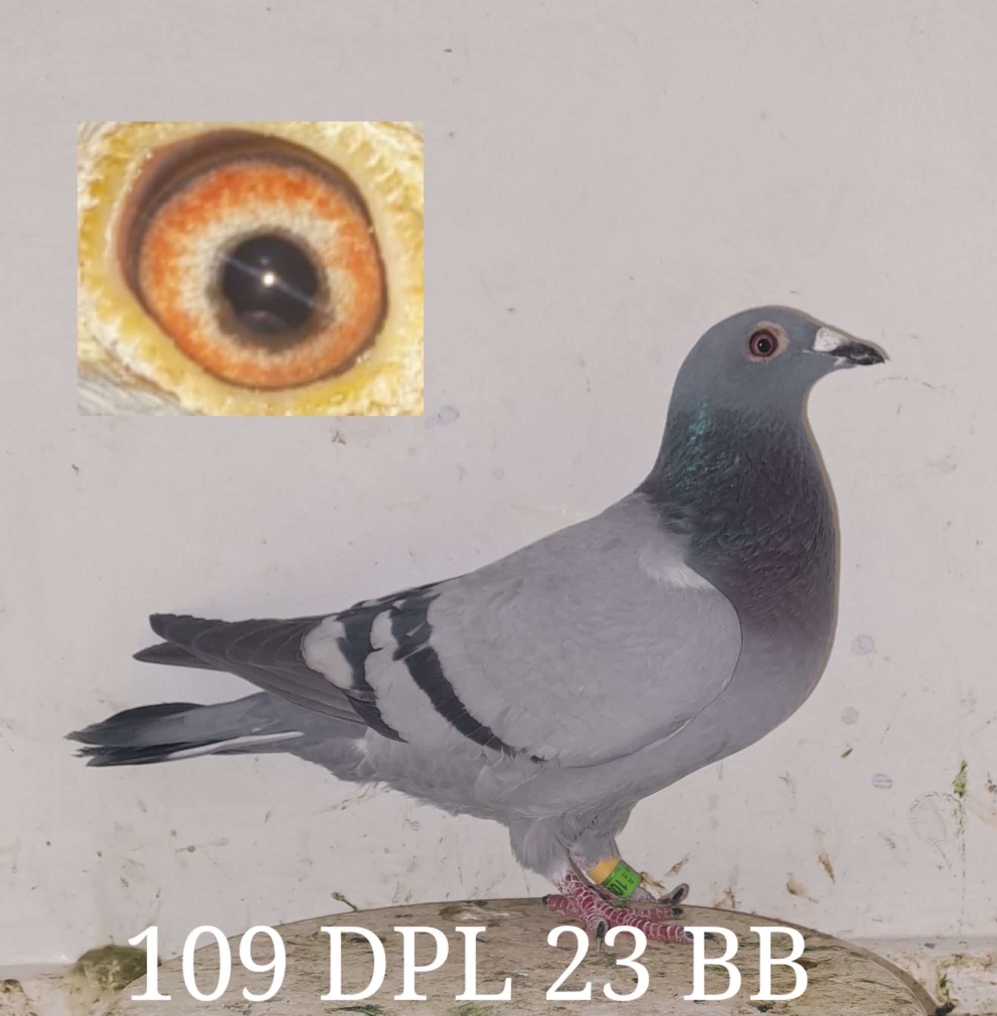 LOT 292: ZA 23 DPL 109 (H) - !!! STUDY THE PEDIGREE !!! -THE SIRE - Inbred to the R100k Super ...