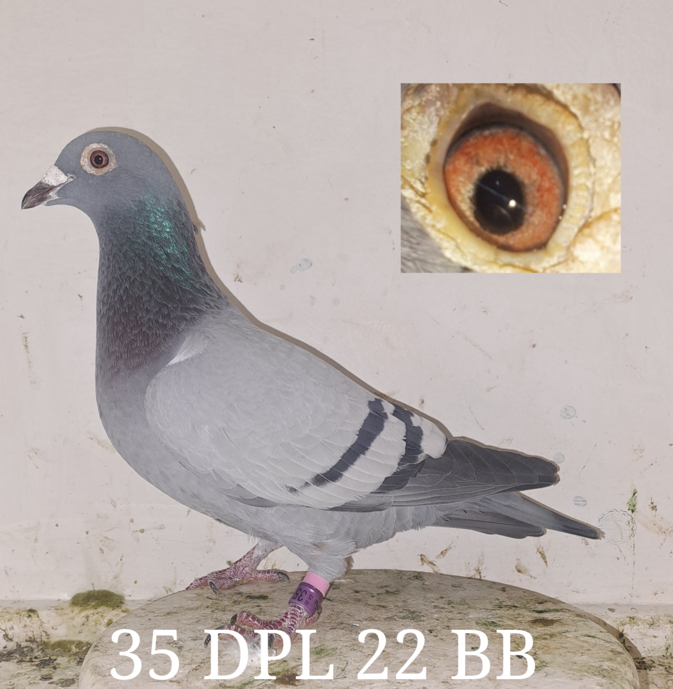 LOT 291: ZA 22 DPL 35 (H) - Kitchenbrand Loft - 2022 Grahamstown klub 16e 2022 King. Klub 15e ...