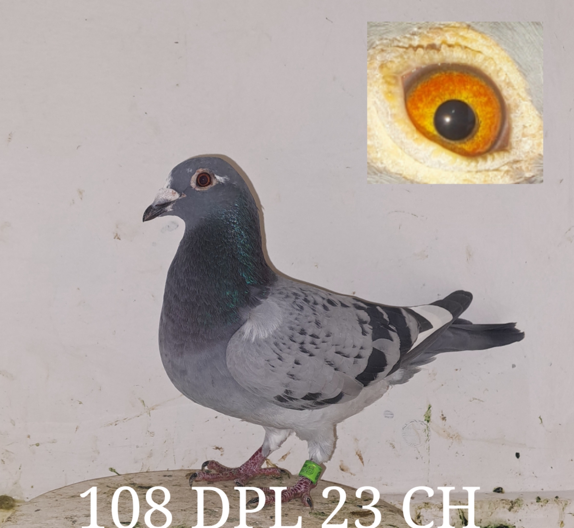 LOT 289: ZA 23 DPL 108 (H) - Spritzy - THE SIRE - The ultimate coming together of the Brahman ...