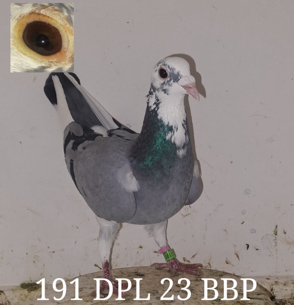 LOT 284: ZA 23 DPL 191 (H) - !!! STUDY THE PEDIGREE !!! - THE SIRE - Bred back to - 3149970 09 ...