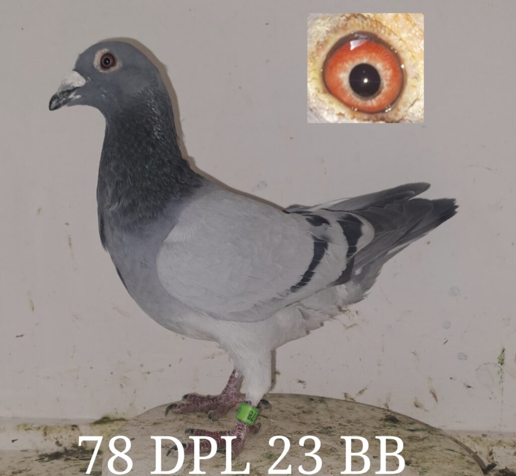 LOT 269: ZA 23 DPL 78 (C) - !!! STUDY THE PEDIGREE !!! - THE SIRE - Top Class Lennard Van Eck ...