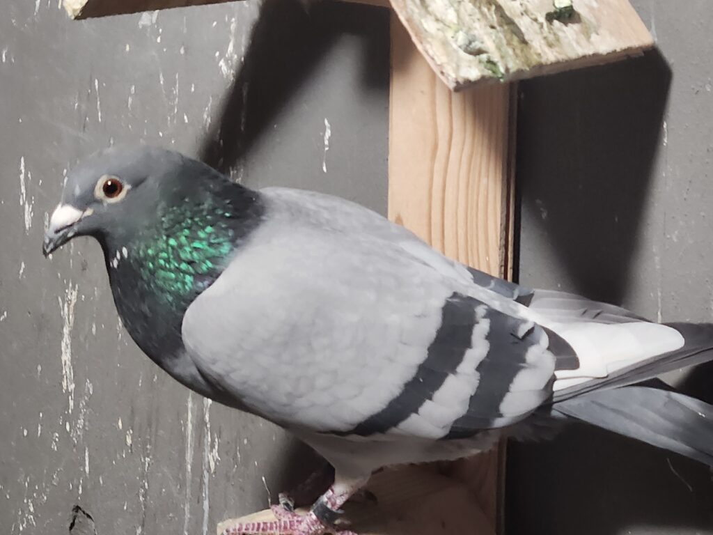 LOT 14: ZA 21 0117 (H) - Bred by Diamond Pigeon Stud - Bred from the ...