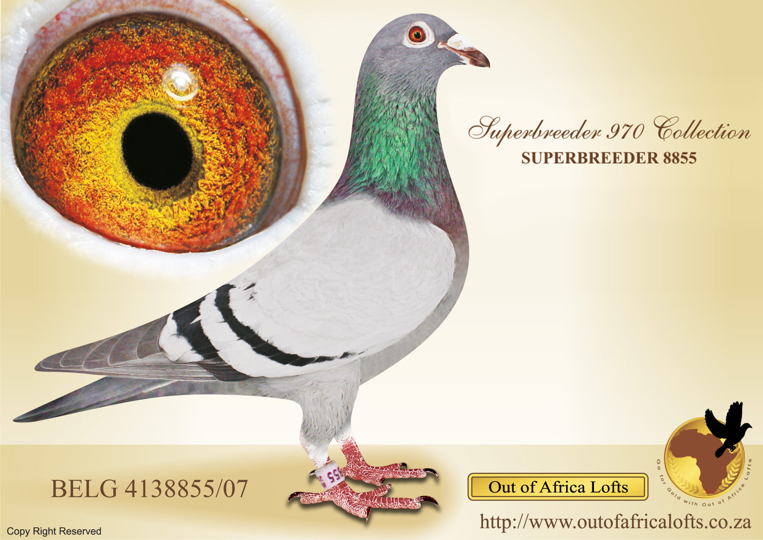 LOT 32: ZA OOA 293/23 (H) - “ 2 X SUPERBREEDER 810 X 8855 “ - NEWSFLASH ...