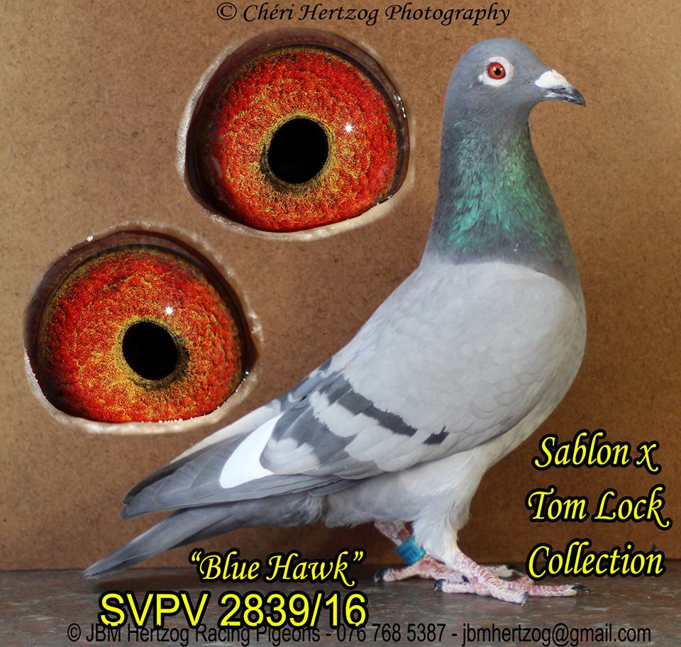 LOT 6: ZA 16 SVPV 2839 (H) - De Rauw Sablon/Tom Lock - Bred from the Best Bloodlines of De Rauw ...