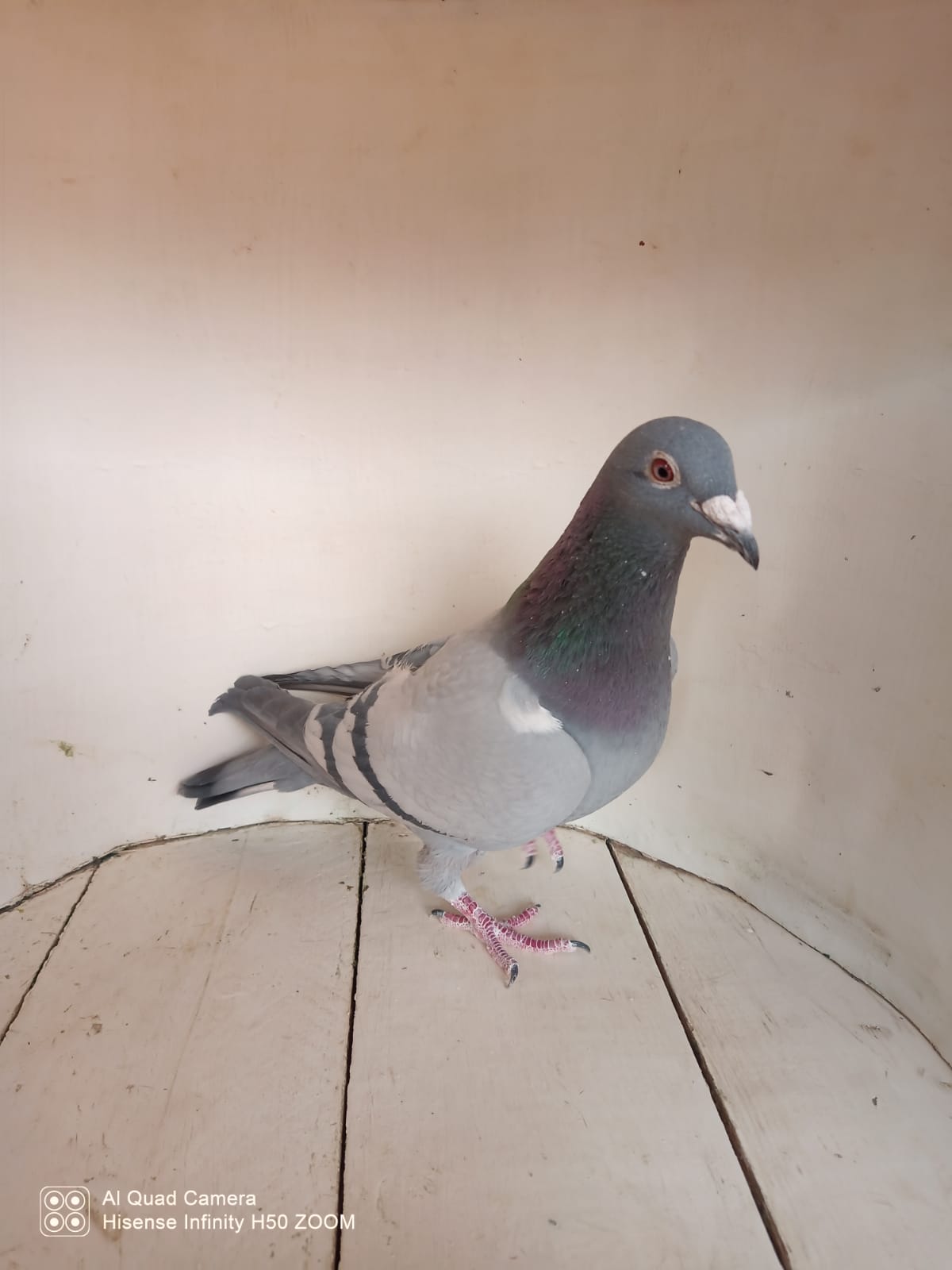 LOT 208: ZA 19 OERF 3304 (H) - THIS IS A SUPER BRED JANSSEN HEN - THE ...