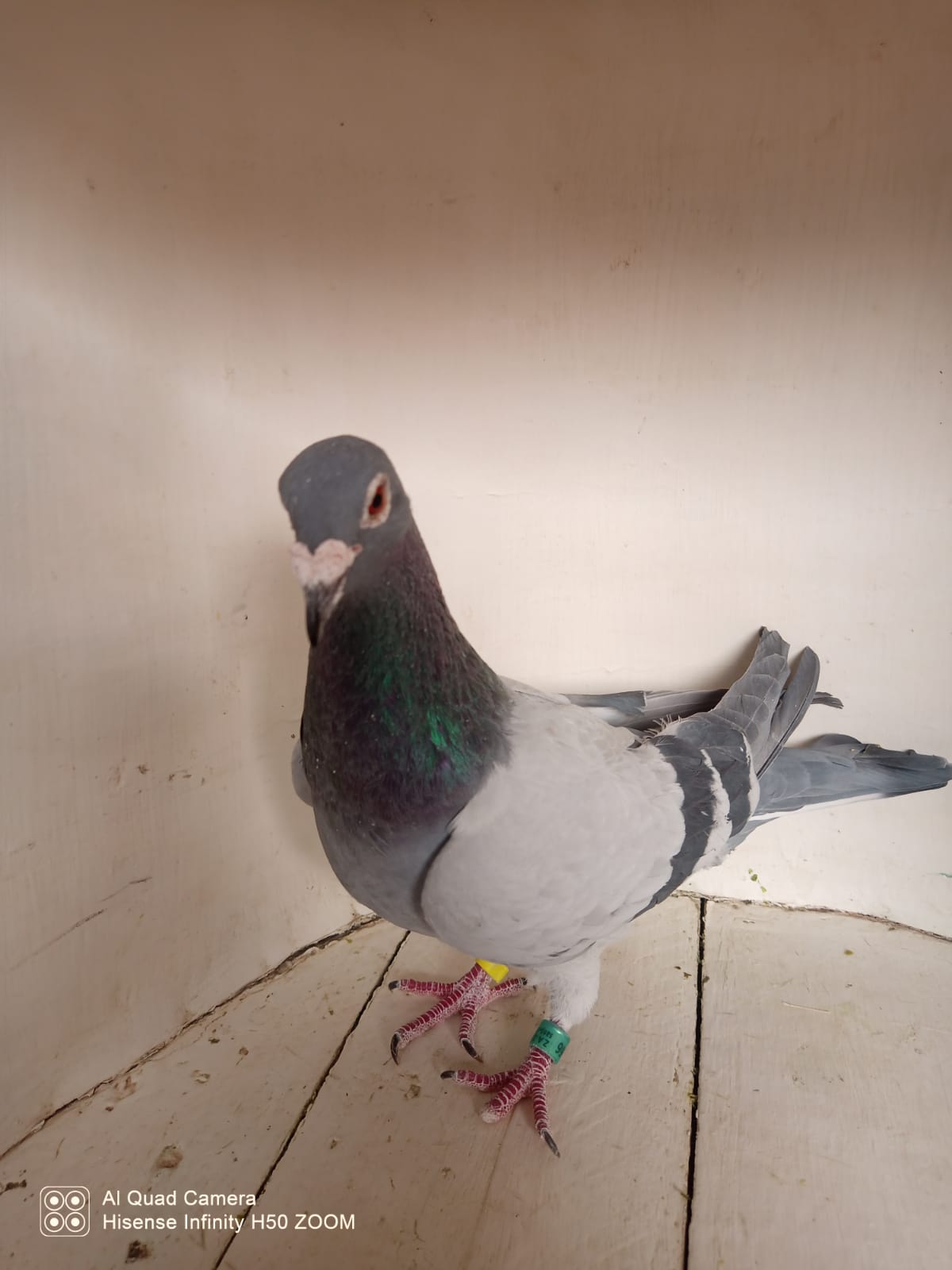 LOT 211: ZA 13 36366 (C) - SUPER RACER FOR GENETIC LOFT - BRED FROM SUPER JANSSEN - VAN LOON ...