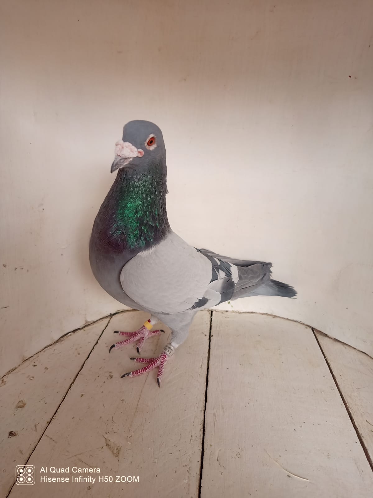 LOT 217: ZA 14 42343 (C) - BRED FOR STOCK FROM SUPER PIGEONS !!! - THE ...