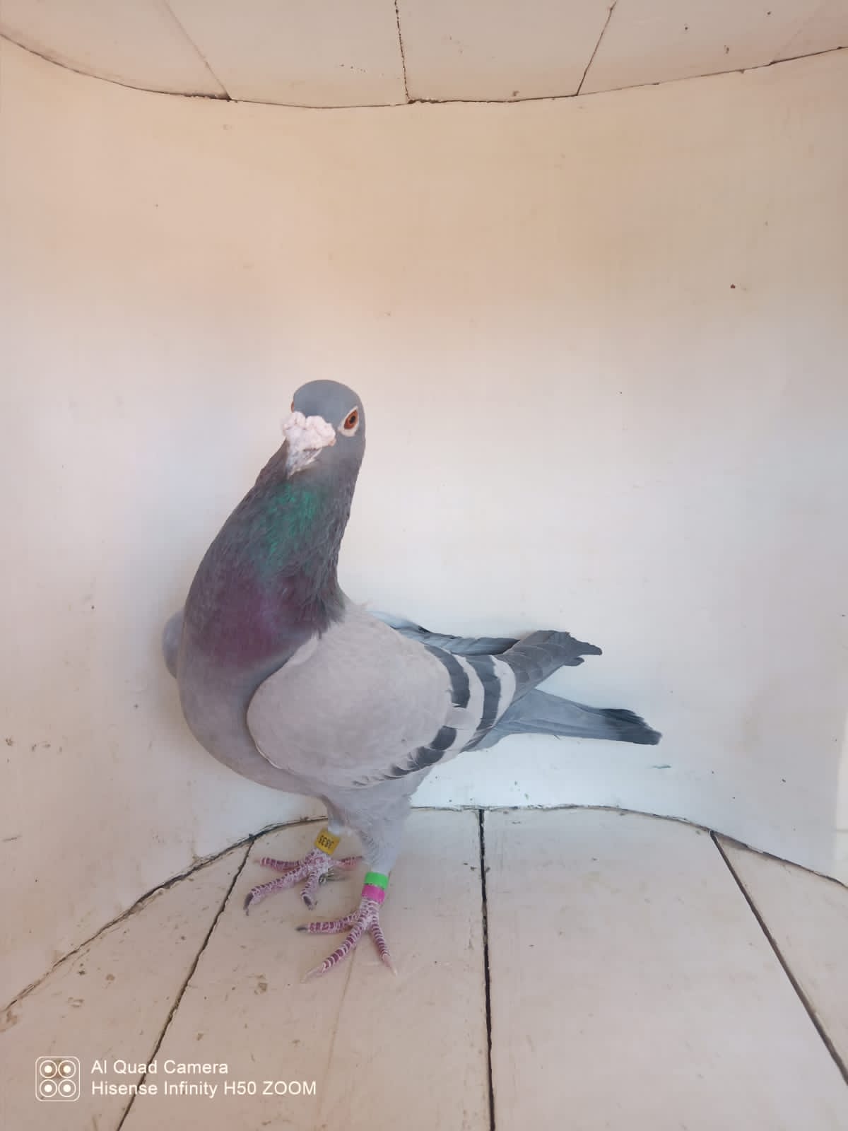 LOT 228: ZA 12 NWPF 3835 (C) - WHAT A SUPER BRED HOUBEN COCK - THE SIRE - BRED FROM THE ...