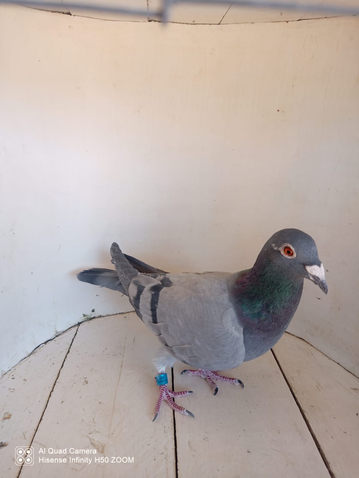 LOT 240: ZA 16 TRPF 16925 (H) - Best Pigeon