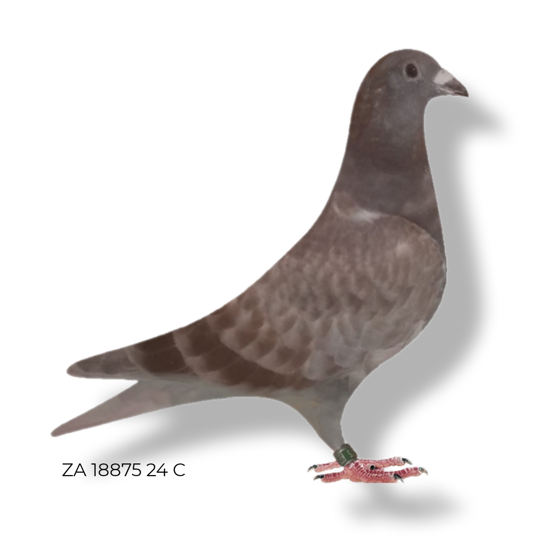 LOT 4: ZA 24 18875 (C) - !!! STUDY THE PEDIGREES !!! - THE SIRE - GSON ...