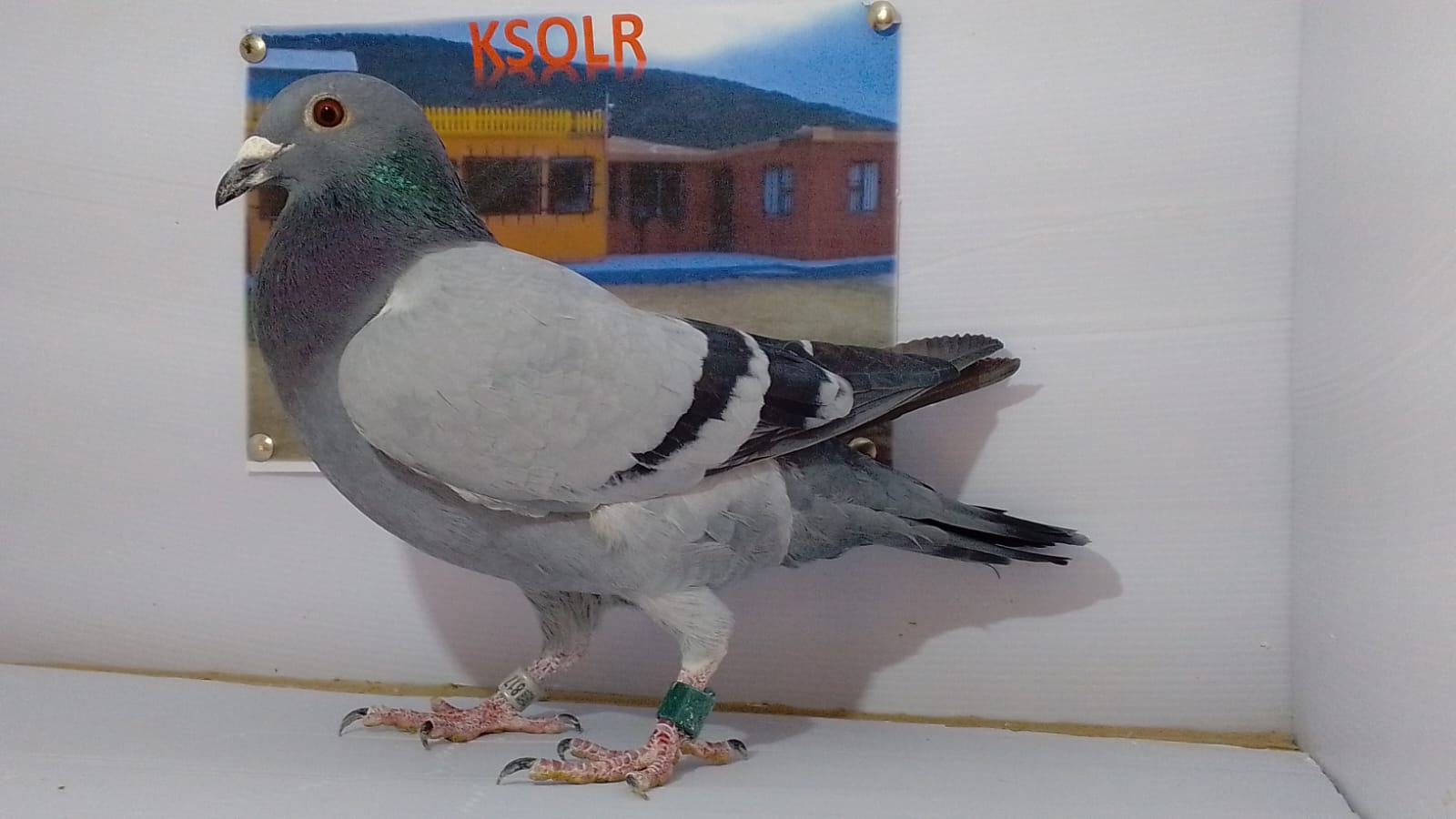 LOT 6: ZA 24 EPUHS 817 (C) - Entered by: TIM EMMERSON - 6th ACE Bird ...