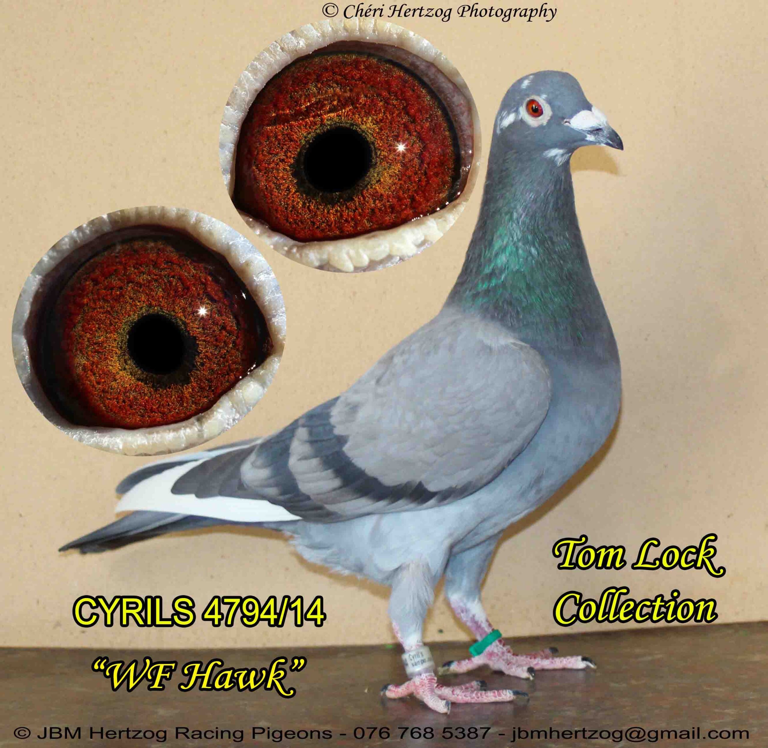 LOT 6: ZA 16 SVPV 2839 (H) - De Rauw Sablon/Tom Lock - Bred from the Best Bloodlines of De Rauw ...