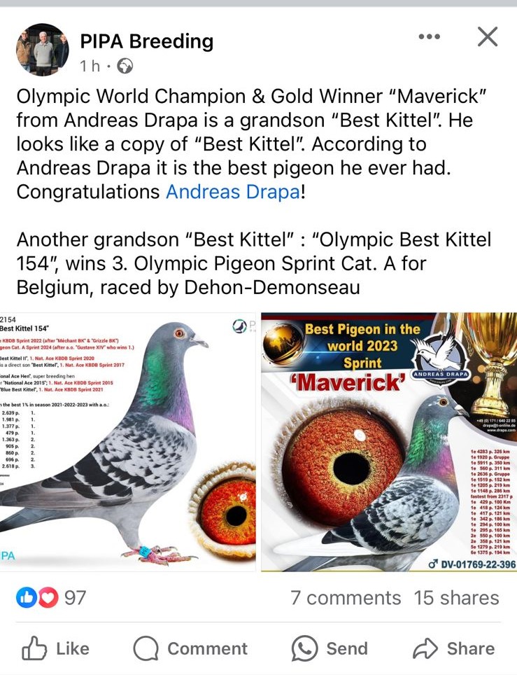 LOT 4: ZA NOK 10/24 (H) - “ BEST PIGEON SPRINT LINE ‘ - A Super pigeon ...