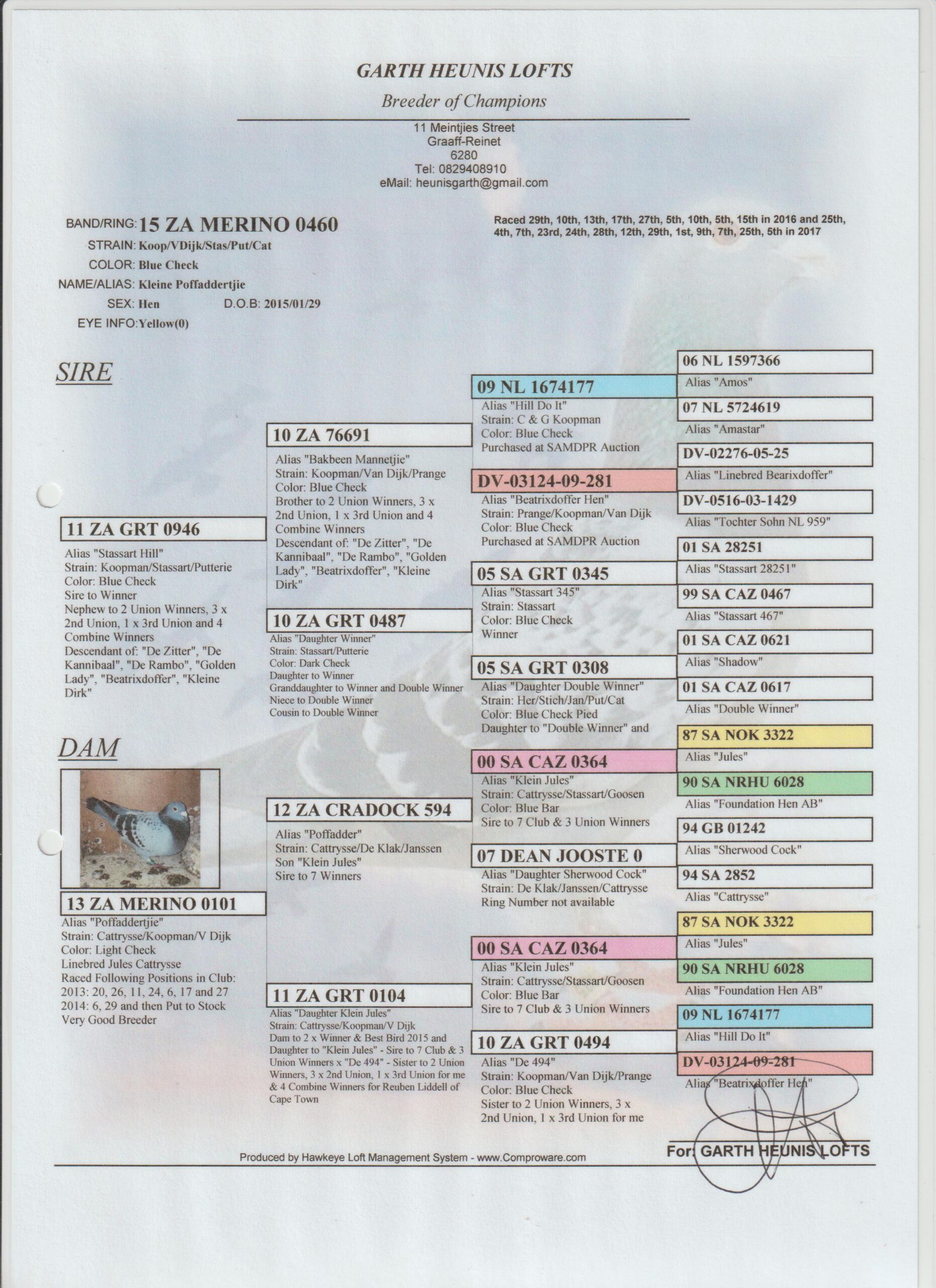 LOT 10: ZA 15 MERINO 0460 (H) - Koopman/Stassart/Cattrysse - A Winner ...