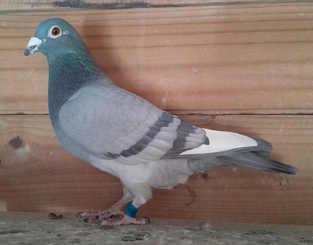 LOT 6: ZA 16 SVPV 2839 (H) - De Rauw Sablon/Tom Lock - Bred from the Best Bloodlines of De Rauw ...