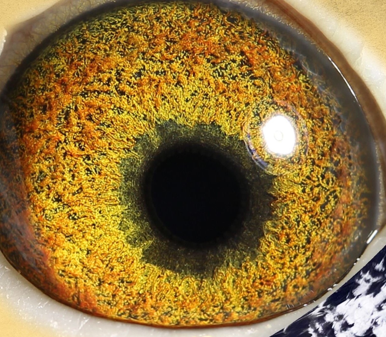 LOT 51: ZA OOA 80/23 (H) - “ REPLICA 1648 ‘ - A Superb hen. Top class ...