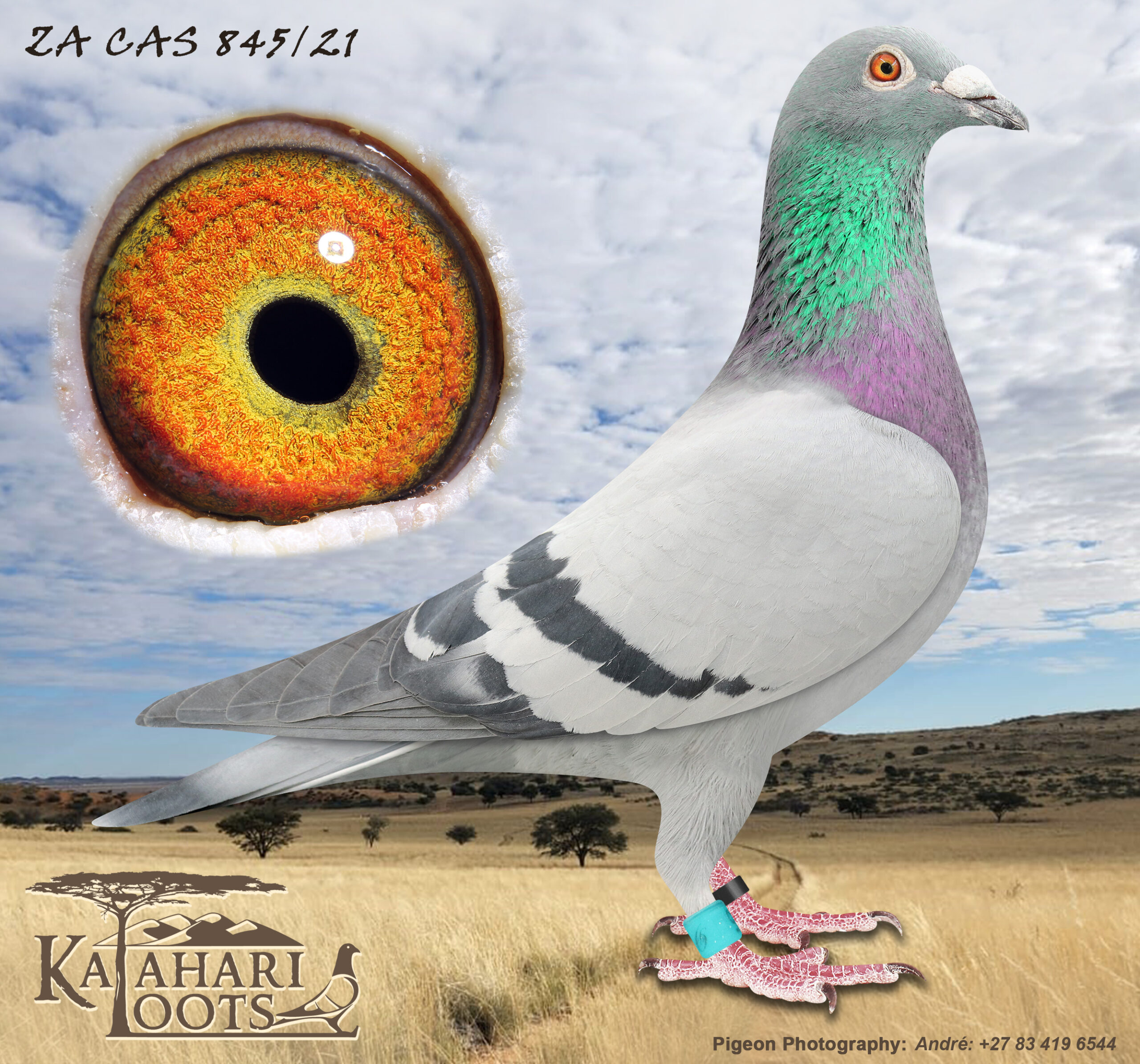 LOT 32: ZA 21 CAS 845 (C) - 3rd Ace Pigeon Eastern Cape Nat Loft '21 ...