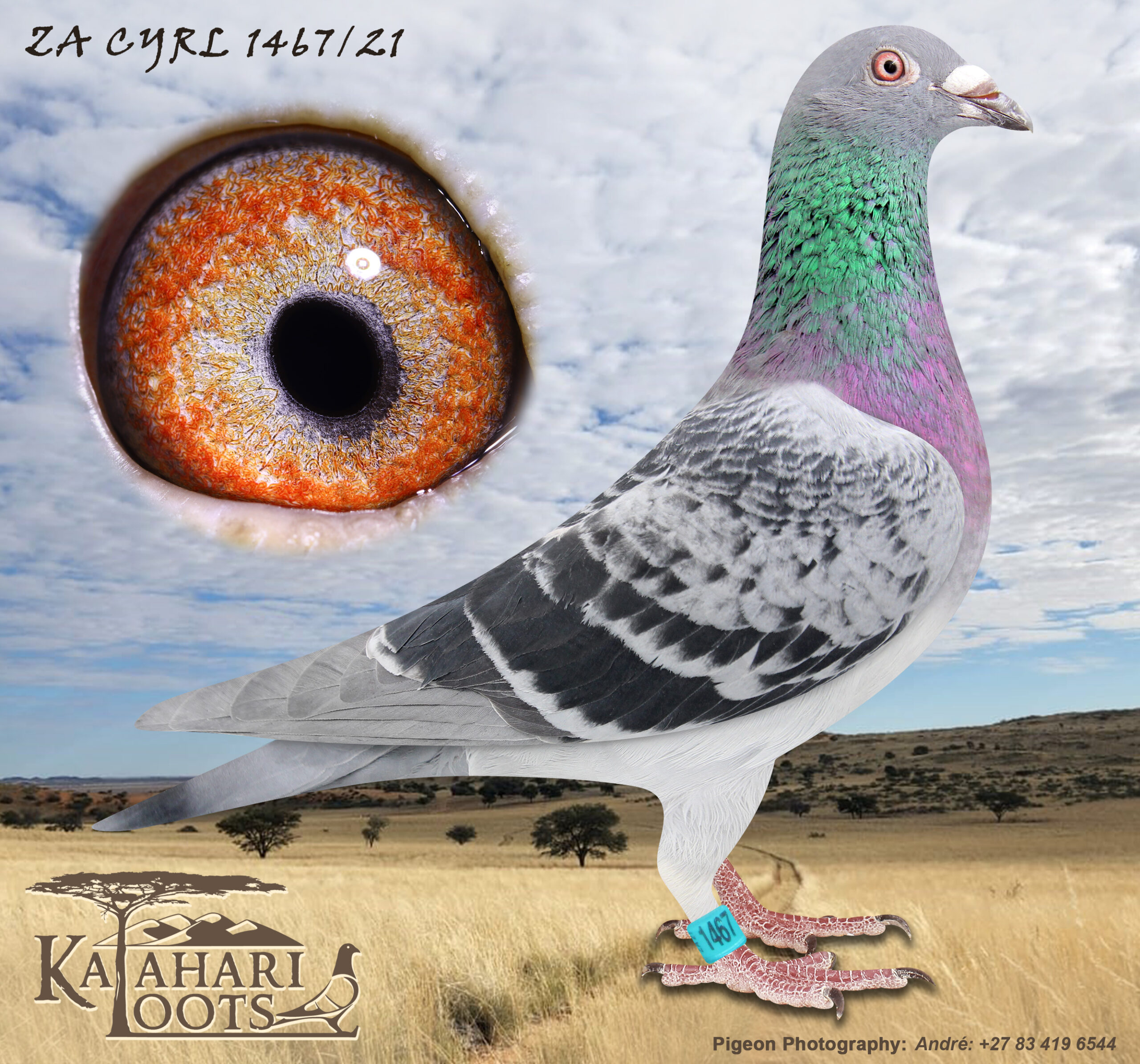 LOT 13: ZA 21 CYRL 1467 (H) - BEST Gigi Gaddin Soetdoring Loft Genetics! Sire: ‘Amerios 3 ...