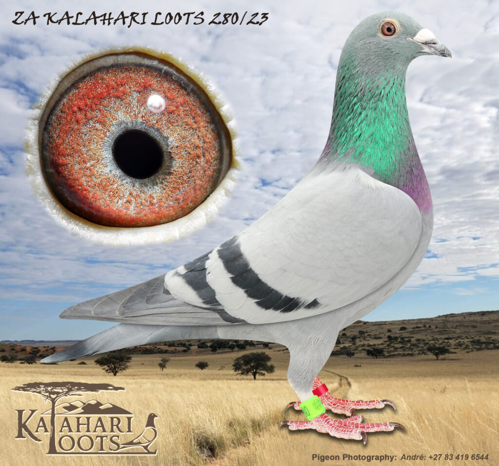 LOT 25: ZA 23 KALA 280 (H) - Dght : Famous ‘Orofino’ Wilhelm Stoll ...