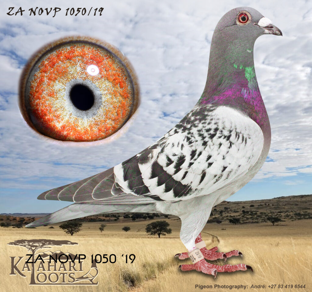 LOT 19: ZA 19 NOVP 1050 (C) - Super strong young cock out of the best genetics available.Full of ...