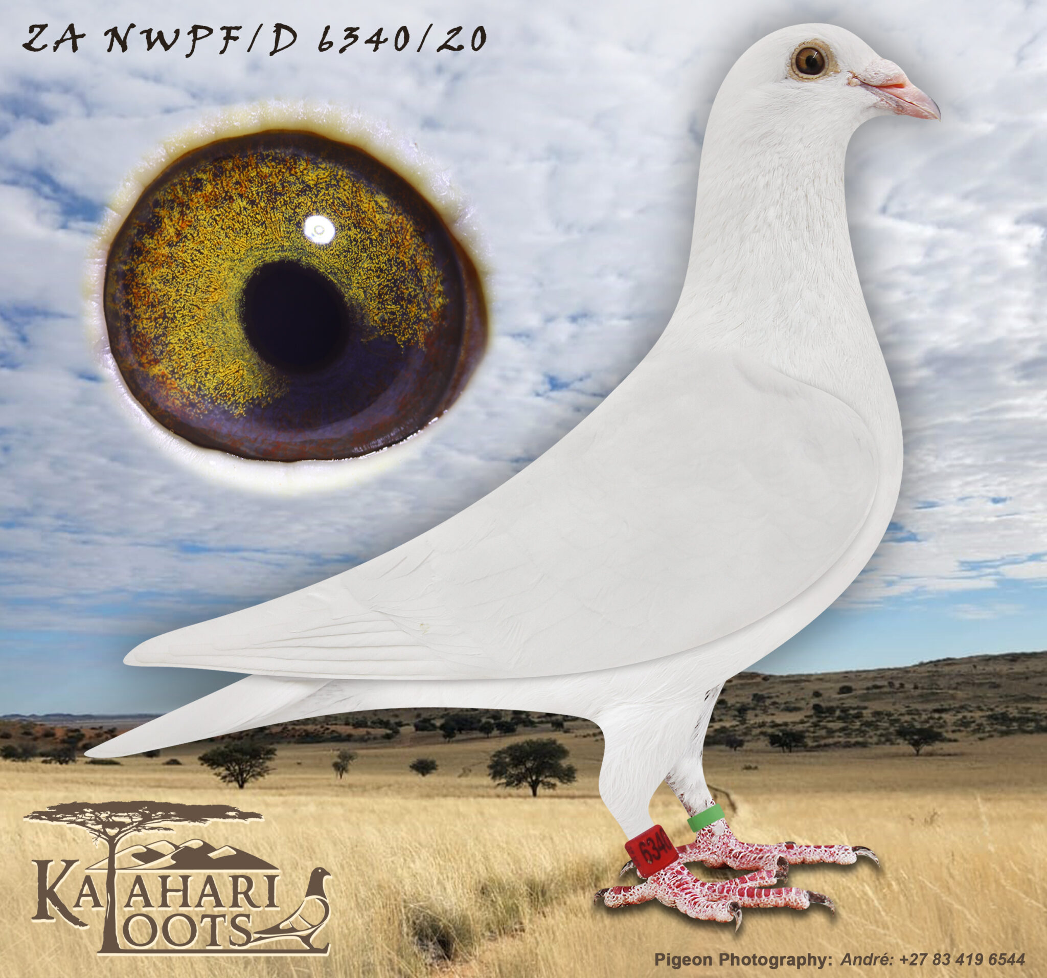 LOT 38: ZA 20 NWPFD 6340 (C) - Classic Gigi Gaddin & Loots Bloues ...